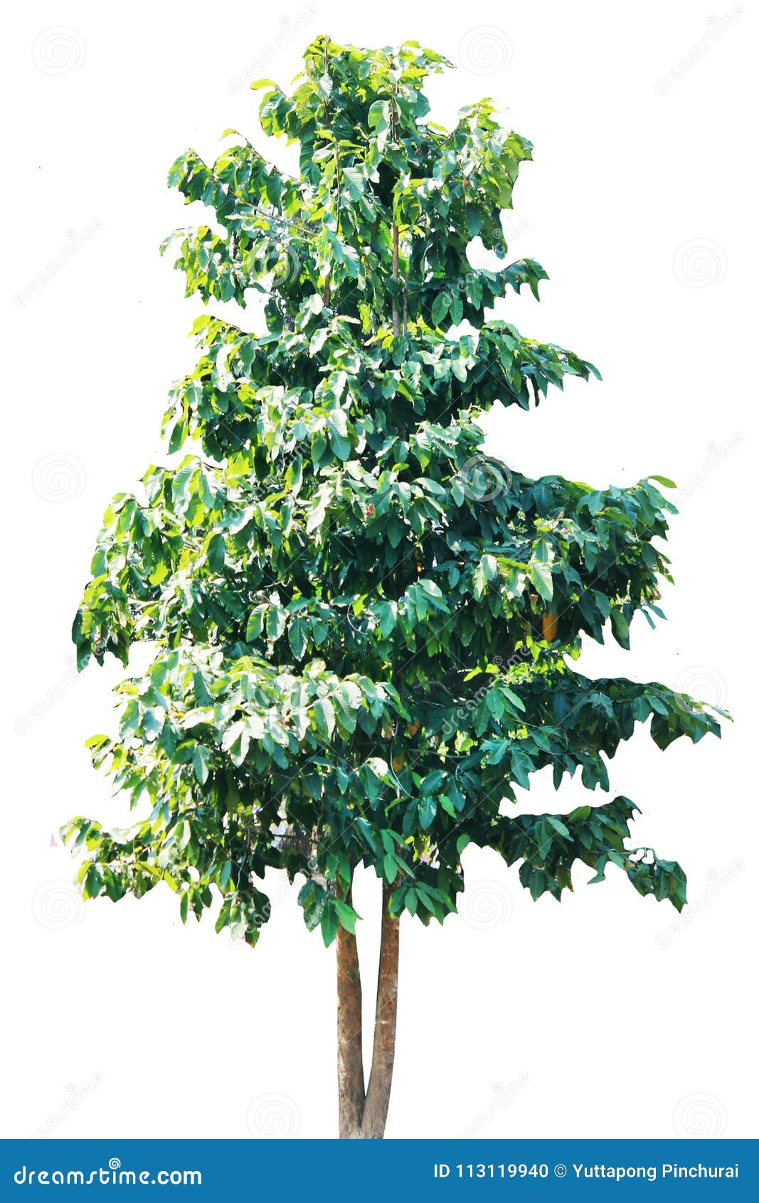 Tree Isolated on White Background Stock Photo - Image of isolated ...