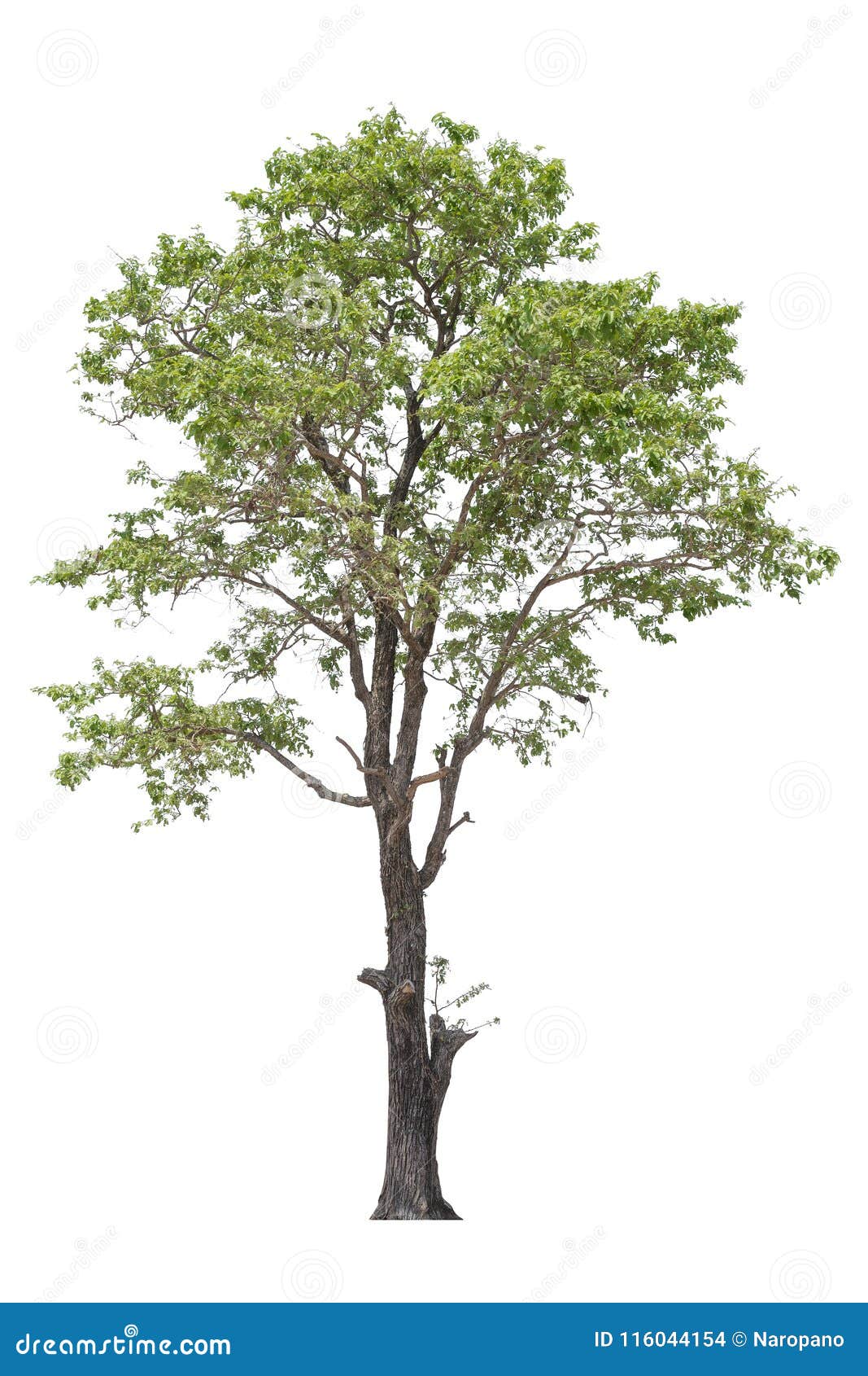 Tree Isolated on White Background Stock Photo - Image of woods, large ...