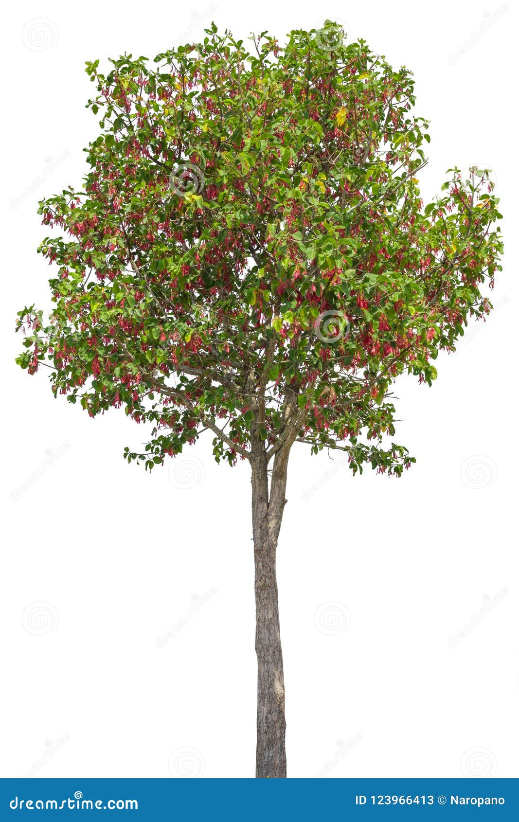 Tree Isolated on White Background Stock Image - Image of isolation ...