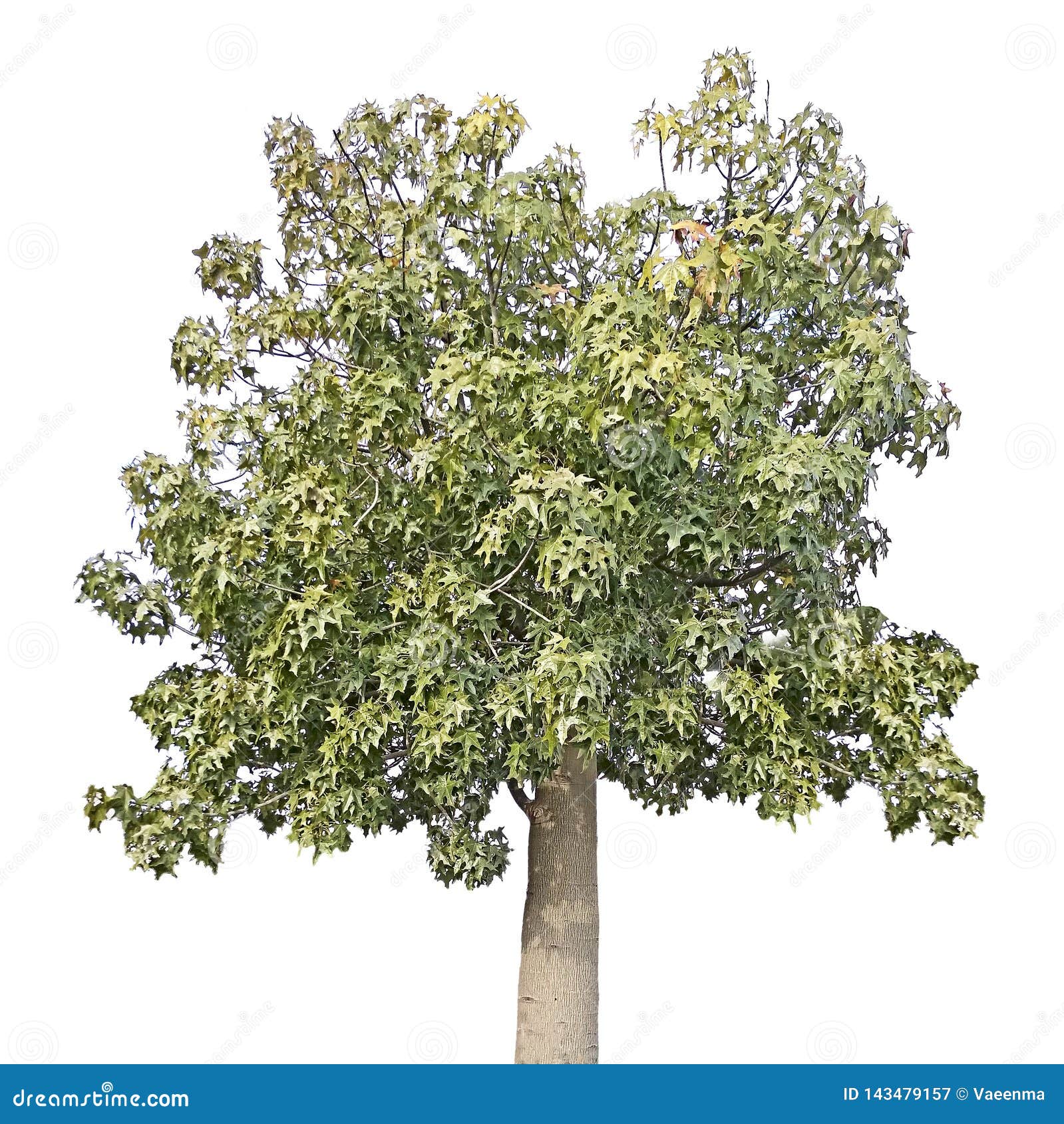 Tree isolated on white stock image. Image of flora, isolated - 143479157