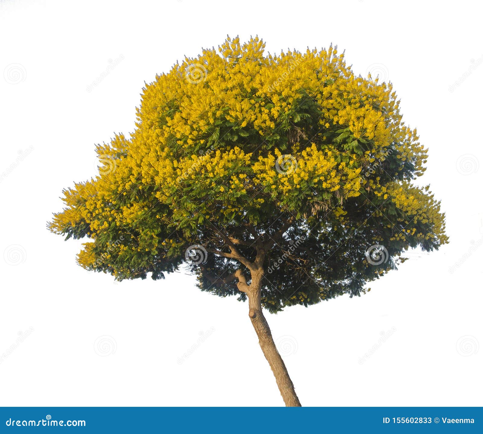 Acacia tree stock image. Image of trunk, plant, green - 155602833