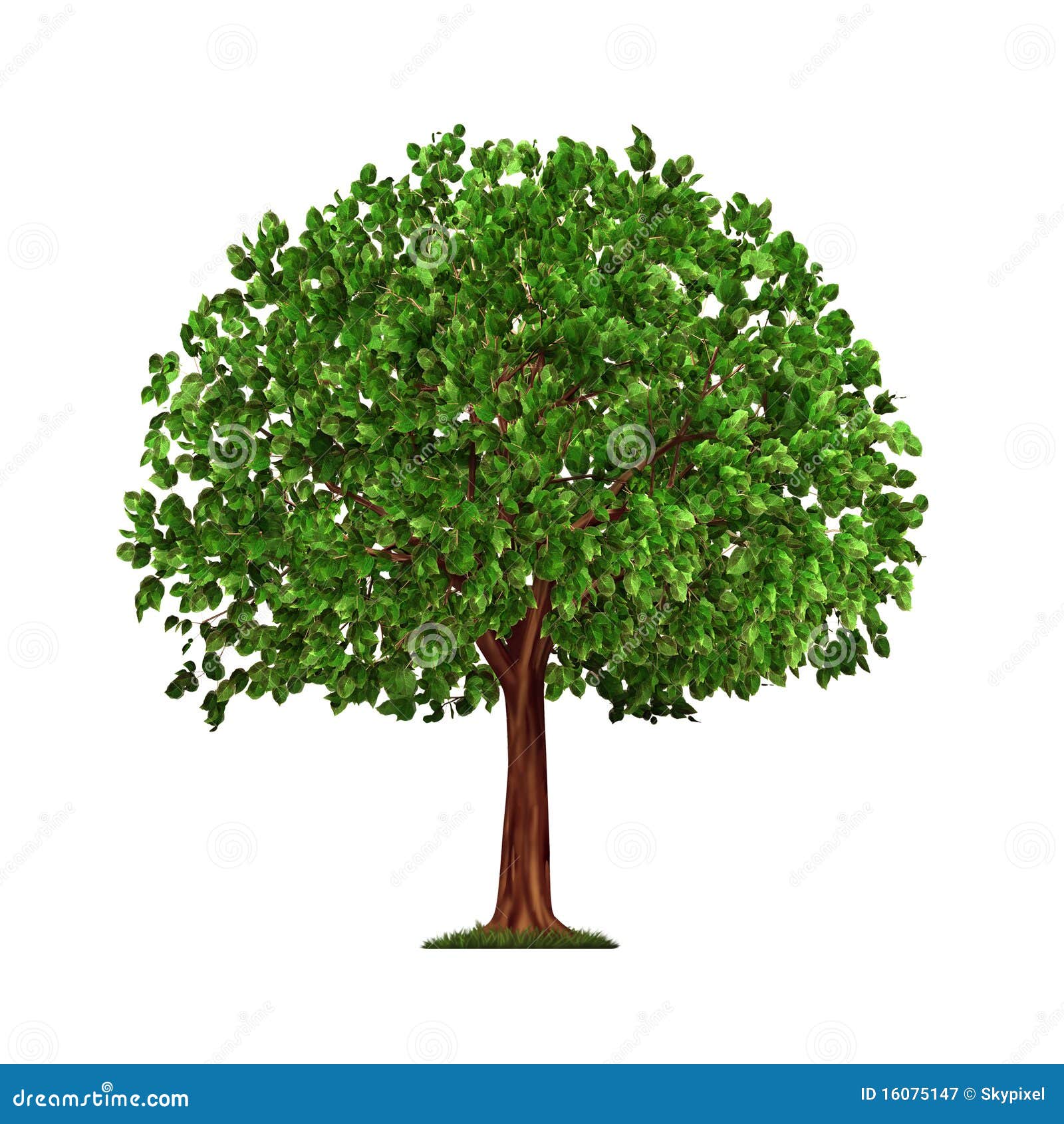 Tree Isolated on White Background Stock Illustration - Illustration of ...