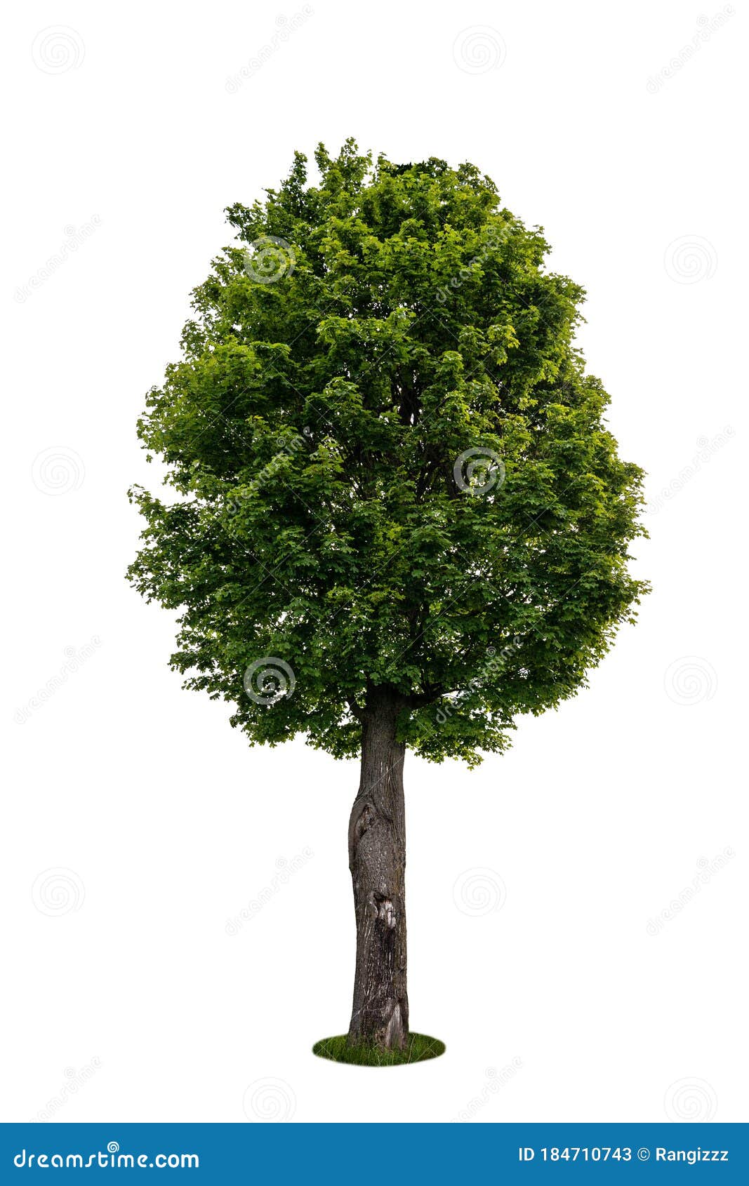 Tree isolated on white stock image. Image of element - 184710743