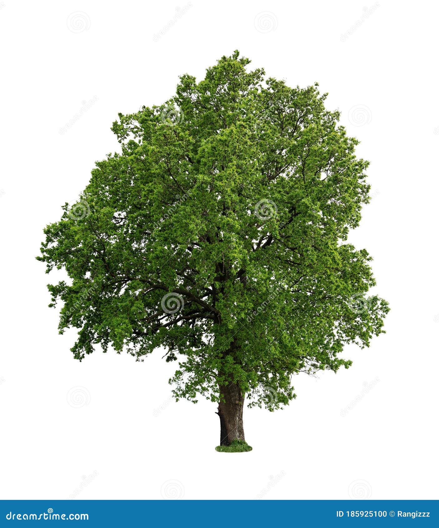 Tree isolated on white stock photo. Image of background - 185925100
