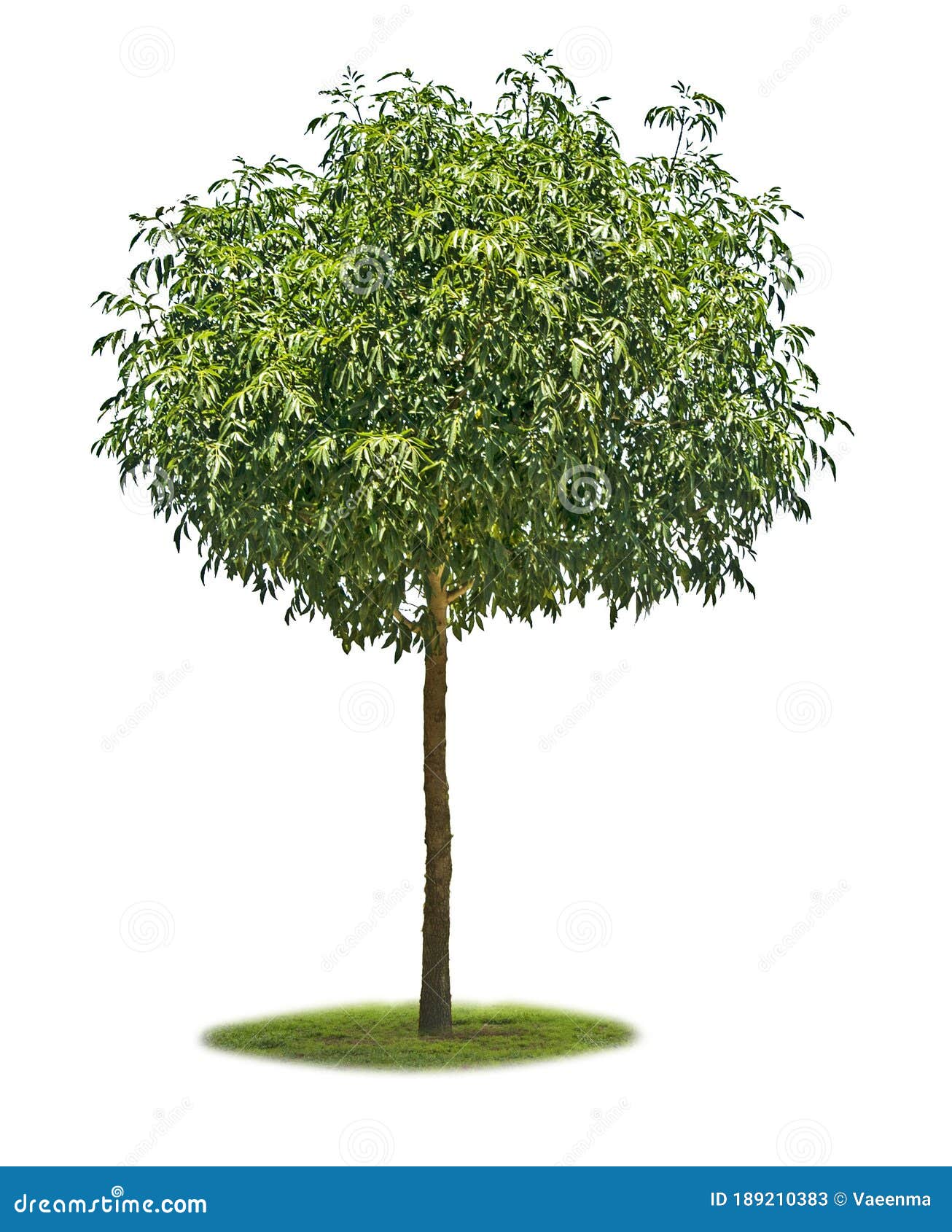 Tree isolated on white stock image. Image of green, ornamental - 189210383