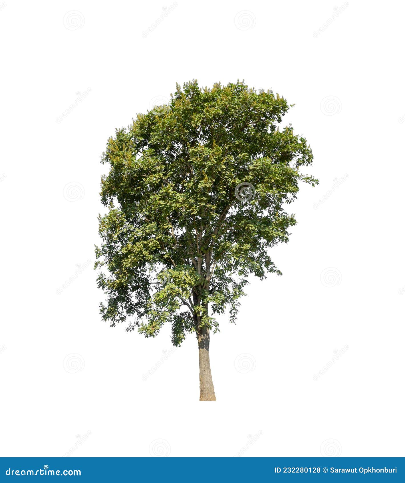 Tree that are Isolated on a White Background are Suitable for Both ...