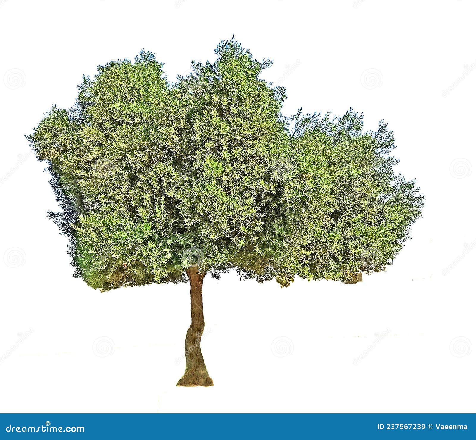 Tree isolated on white stock image. Image of trunk, white - 237567239