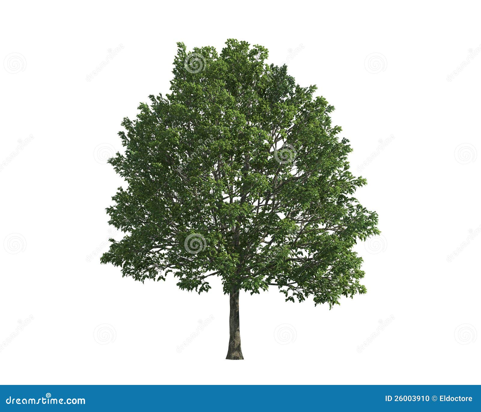 Isolated Shade Tree White Background Stock Illustrations – 2,239 ...
