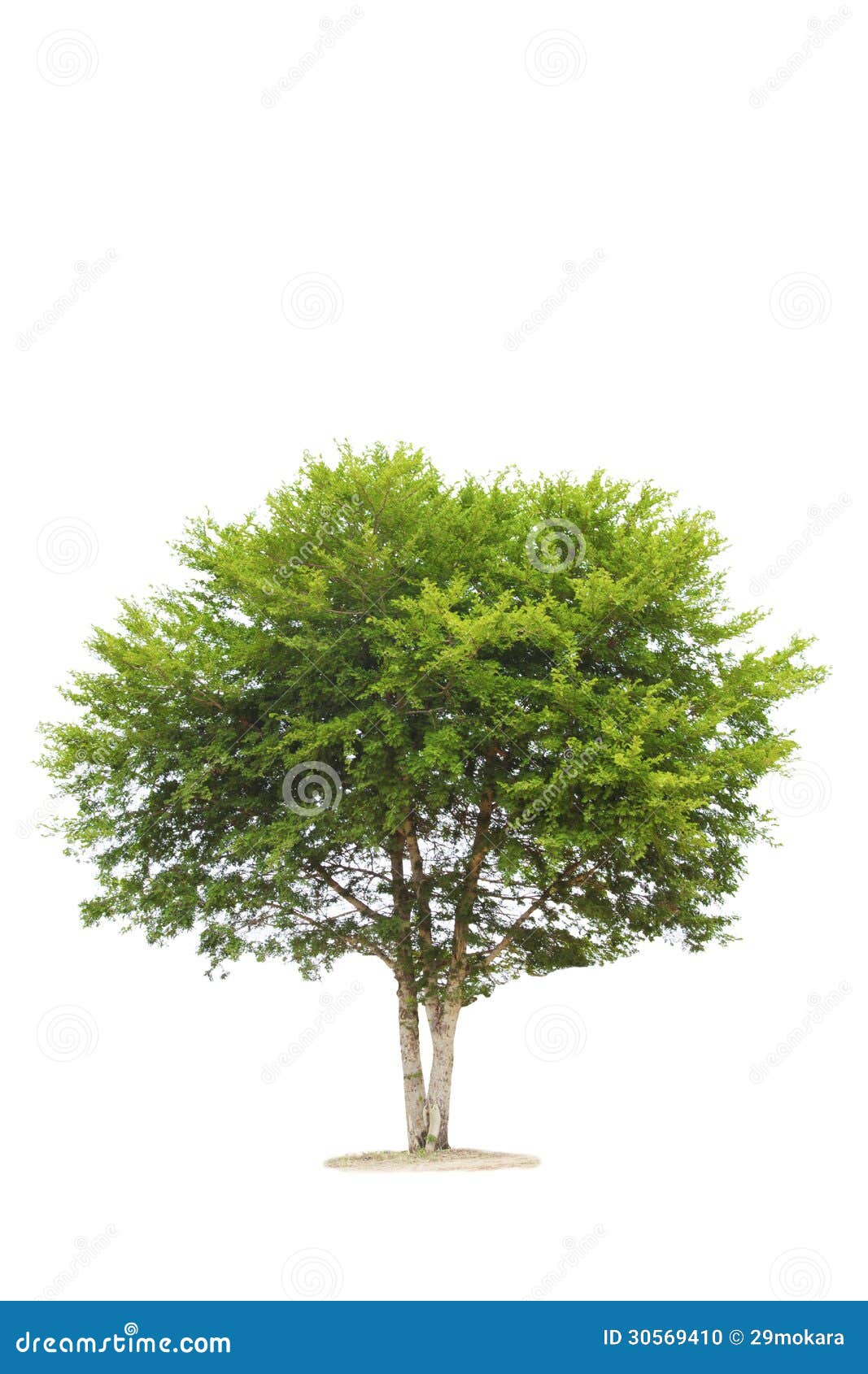 Tree Isolated White Background Stock Photo - Image of garden, leafs ...