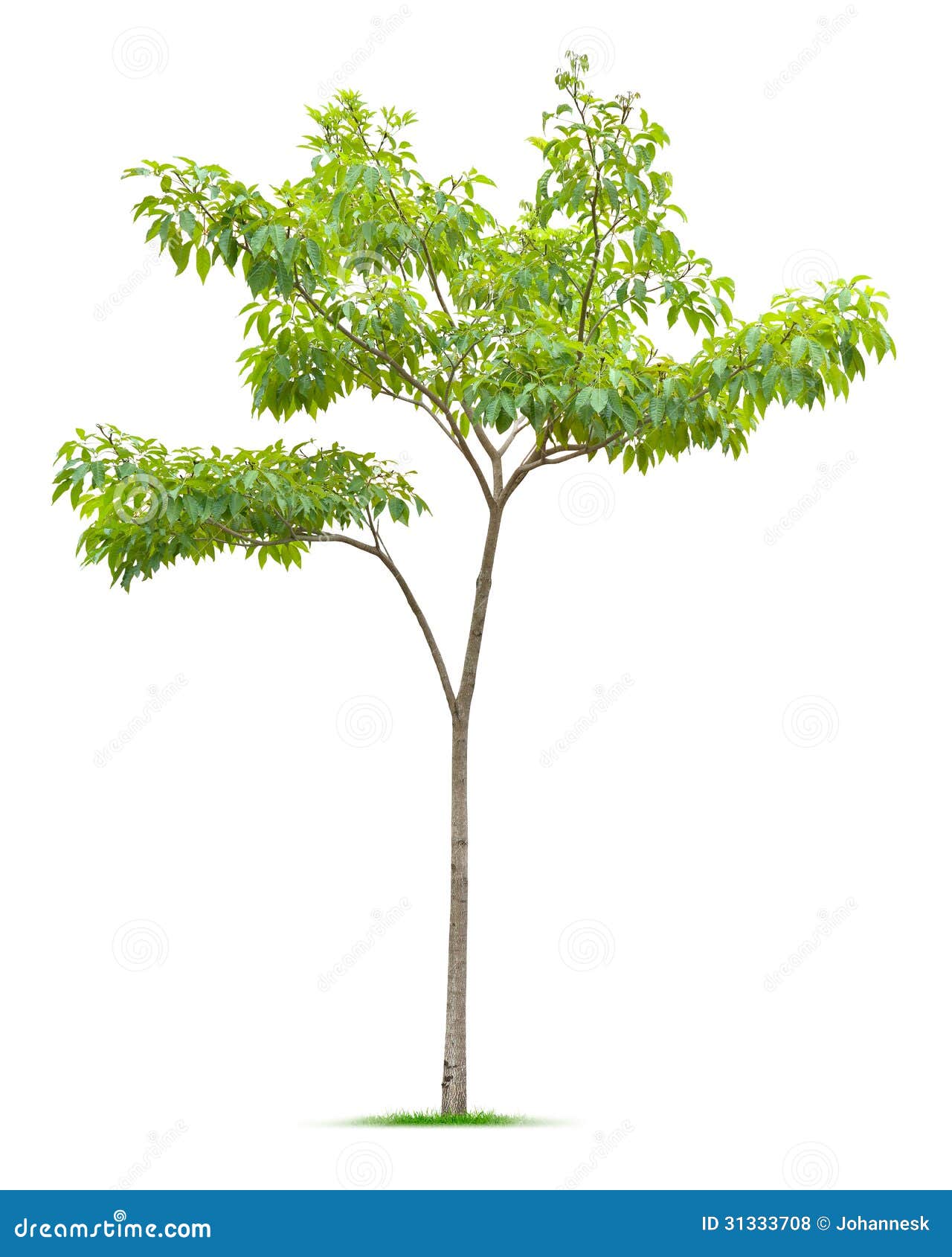 Tree stock photo. Image of white, small, tree, foliage - 31333708