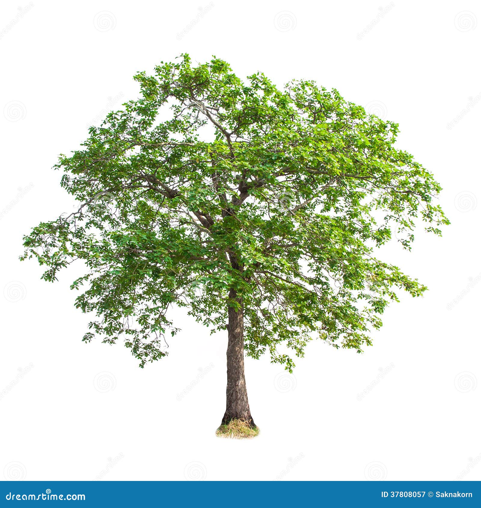 Tree isolated stock image. Image of environment, growing - 37808057