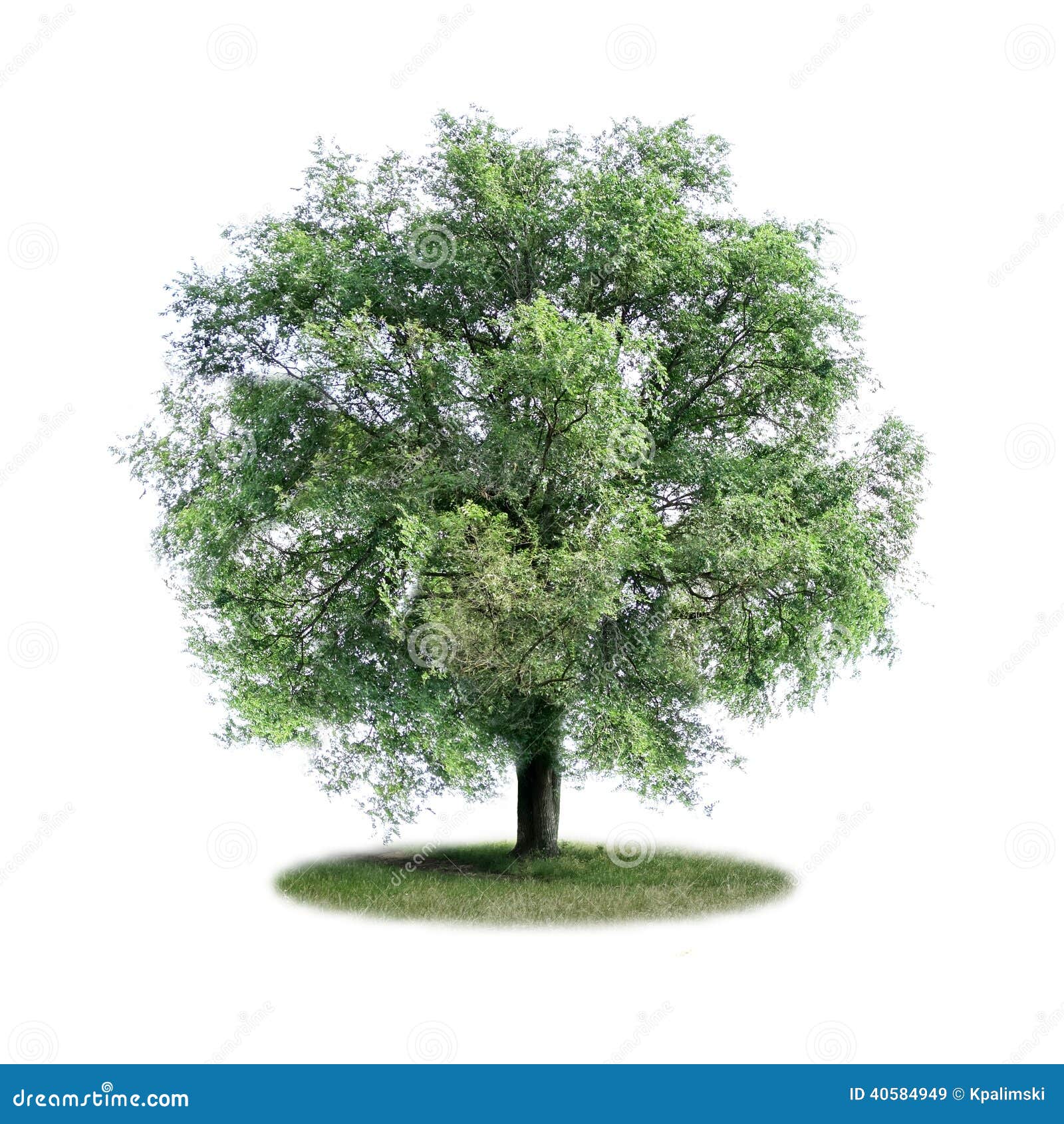 Tree isolated stock image. Image of isolated, forest - 40584949