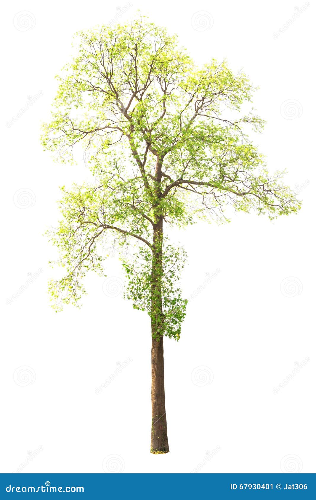 Tree isolated stock image. Image of foliage, beauty, botany - 67930401