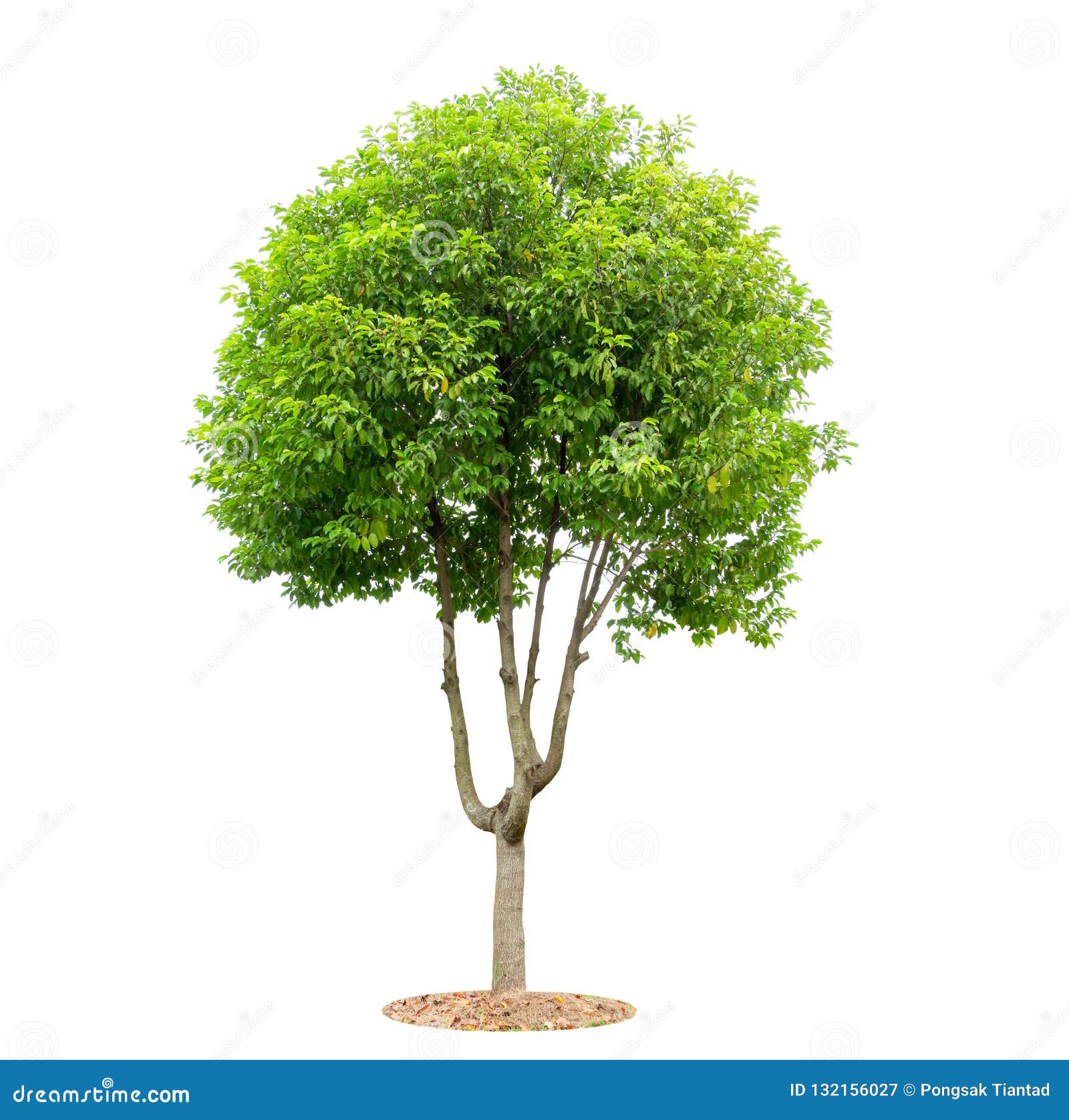 Tree Isolated on White Background. Beautiful and Robust Trees Ar Stock ...