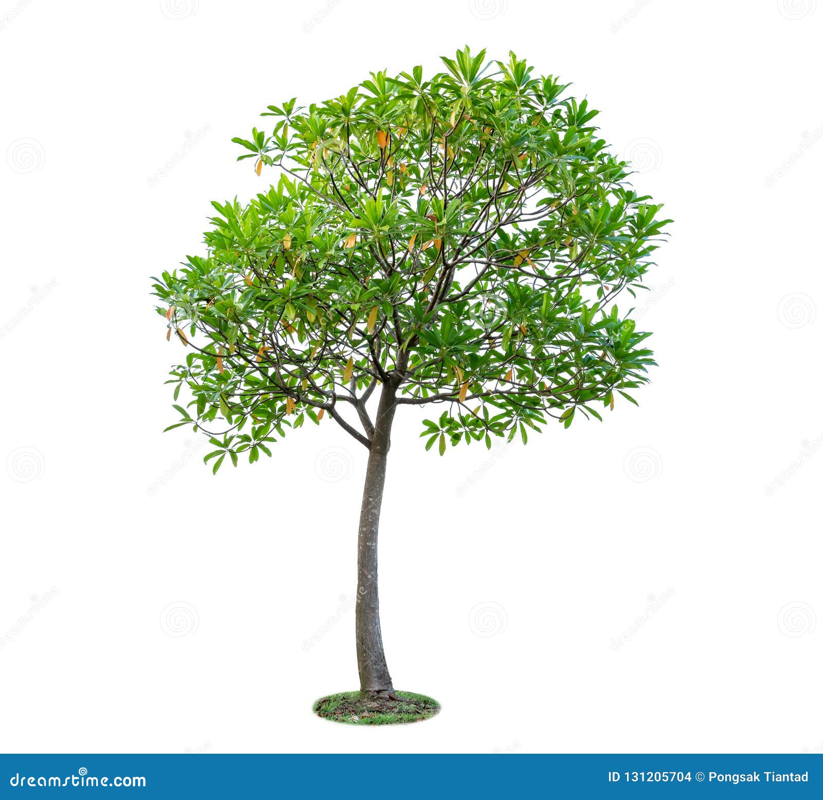 Tree Isolated on White Background. Beautiful and Robust Trees Ar Stock ...