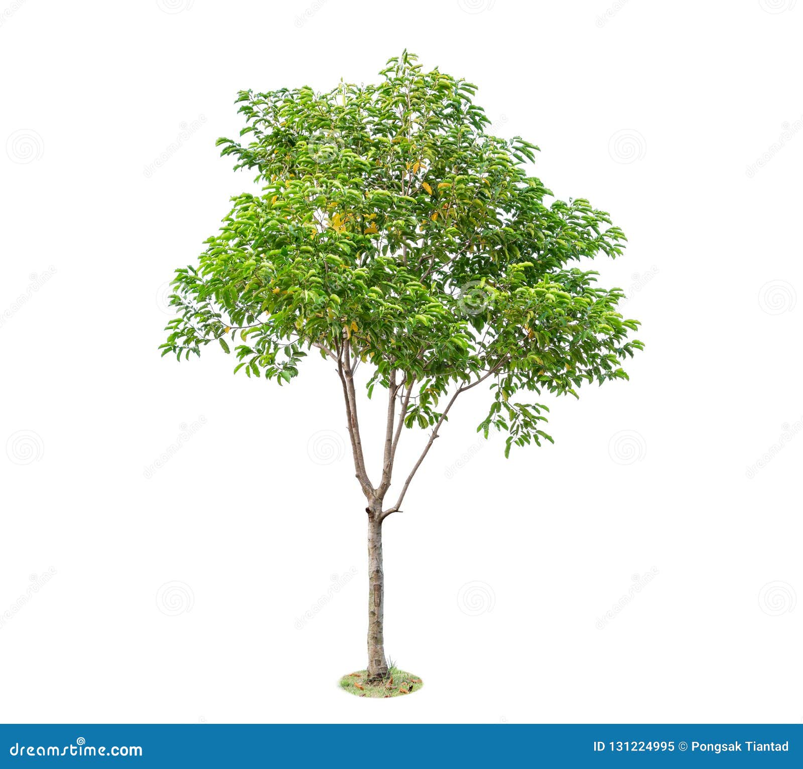 Tree Isolated on White Background. Beautiful and Robust Trees Ar Stock ...