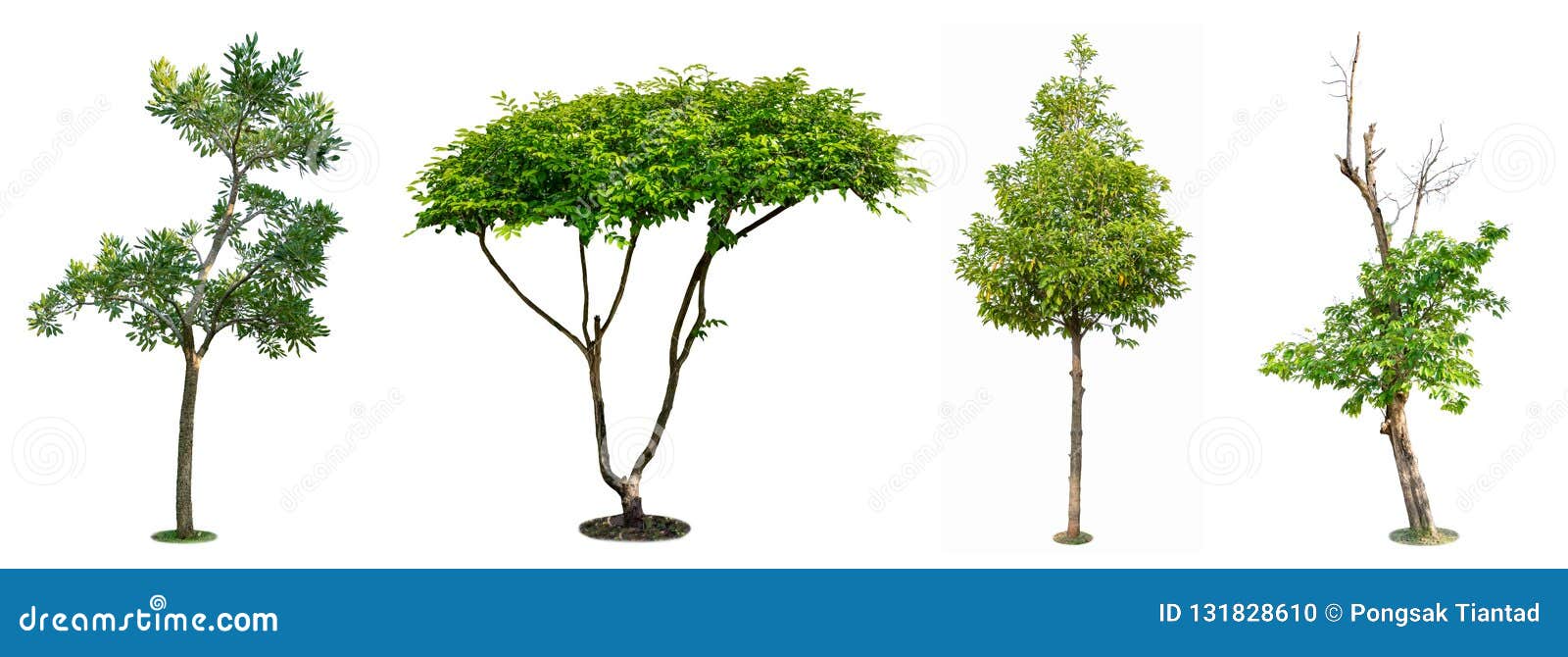 Tree Isolated on White Background. Beautiful and Robust Trees Ar Stock ...