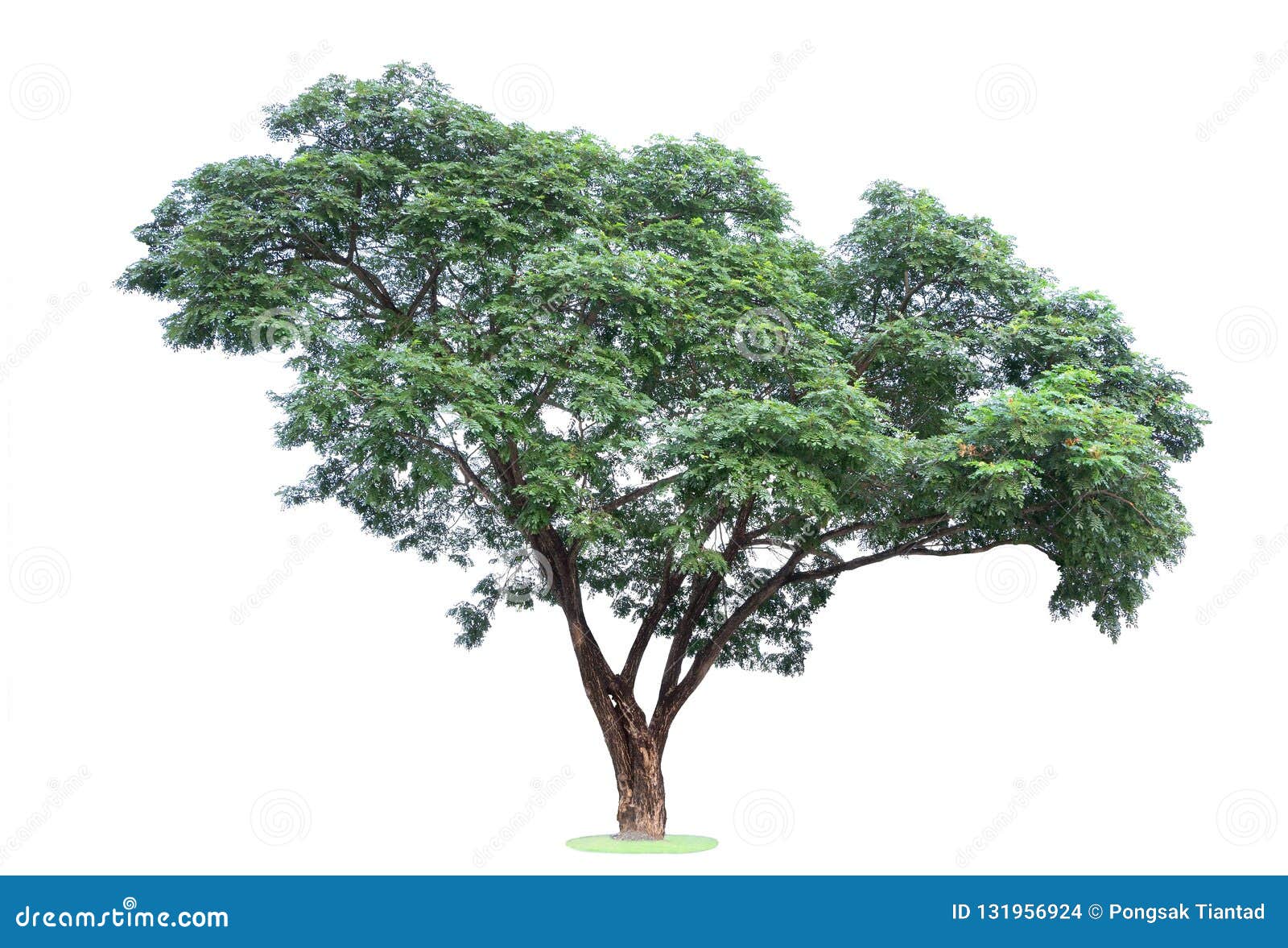 Tree Isolated on White Background. Beautiful and Robust Trees Ar Stock ...