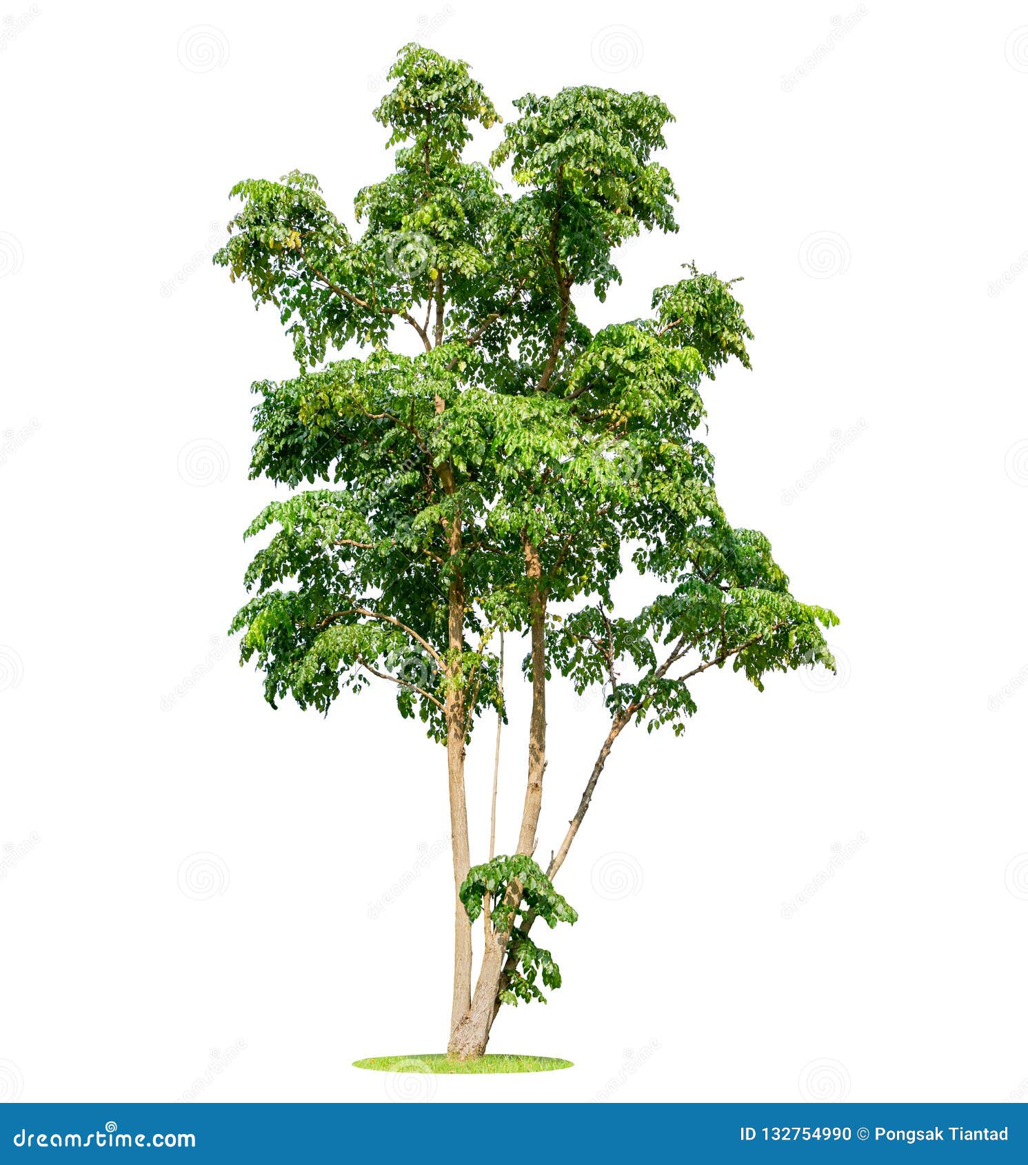 Tree Isolated on White Background. Beautiful and Robust Trees Ar Stock ...