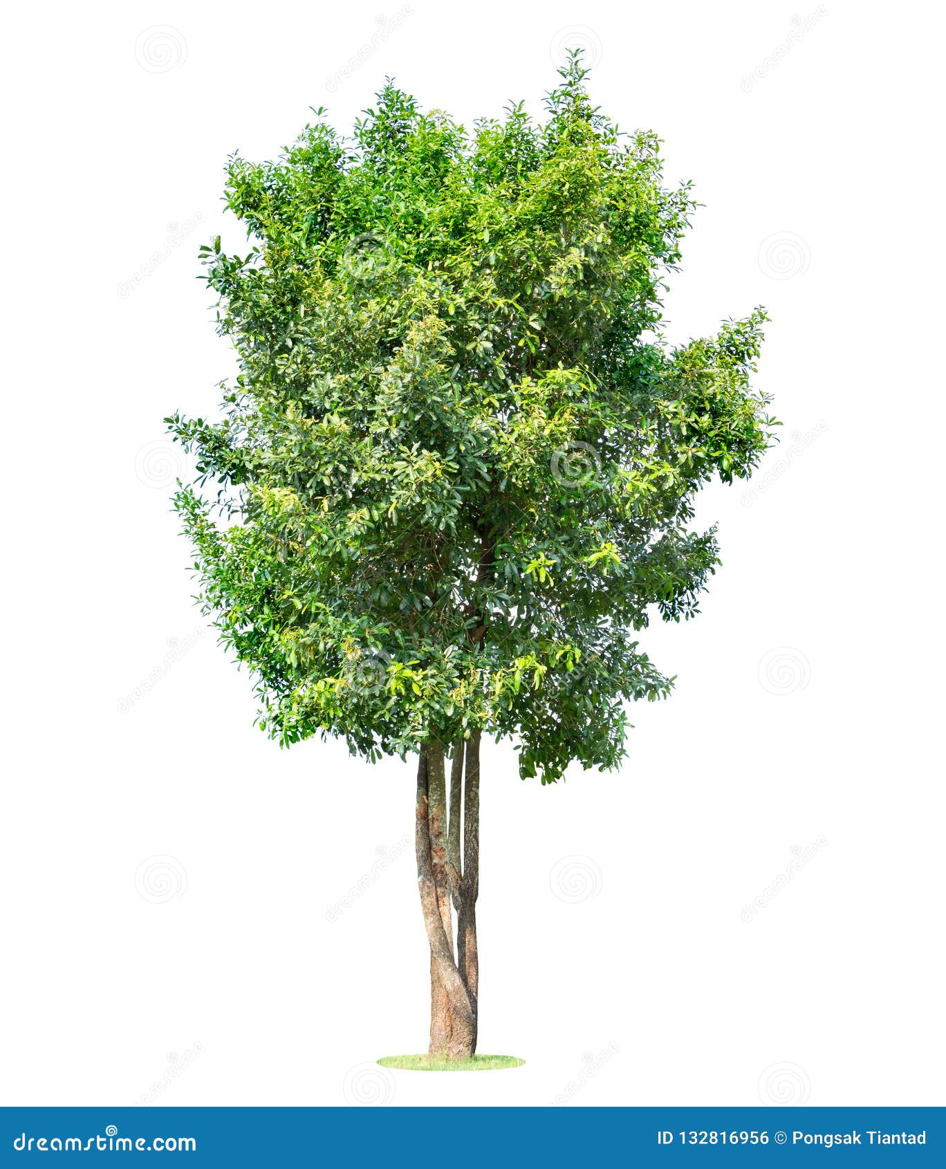 Tree Isolated on White Background. Beautiful and Robust Trees Ar Stock ...