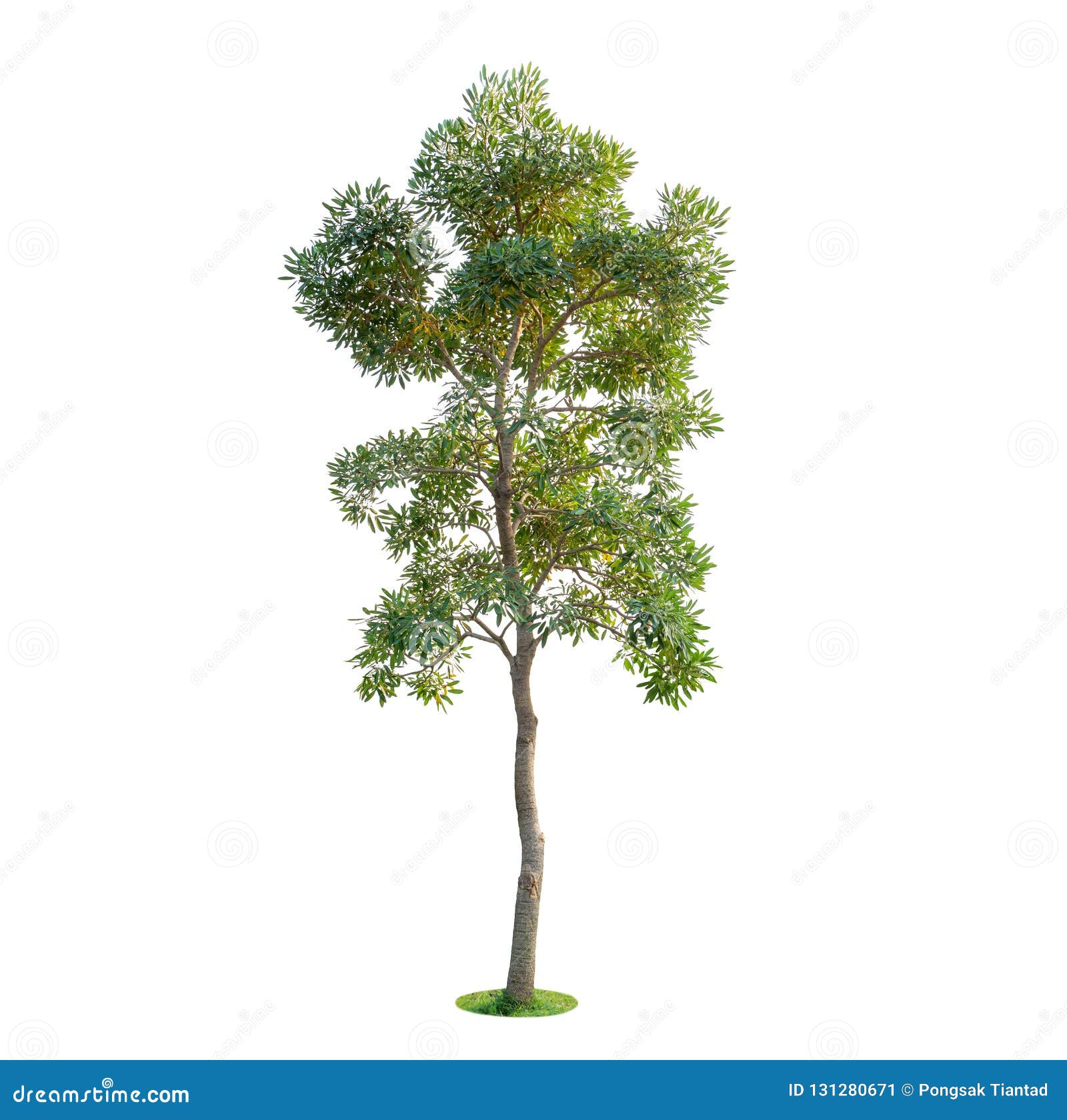 Tree Isolated on White Background. Beautiful and Robust Trees Ar Stock ...
