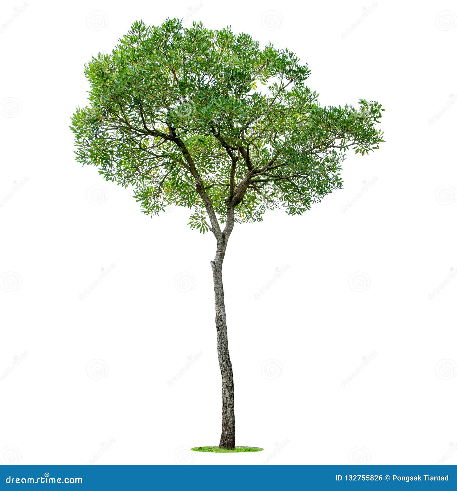 Tree Isolated on White Background. Beautiful and Robust Trees Ar Stock ...