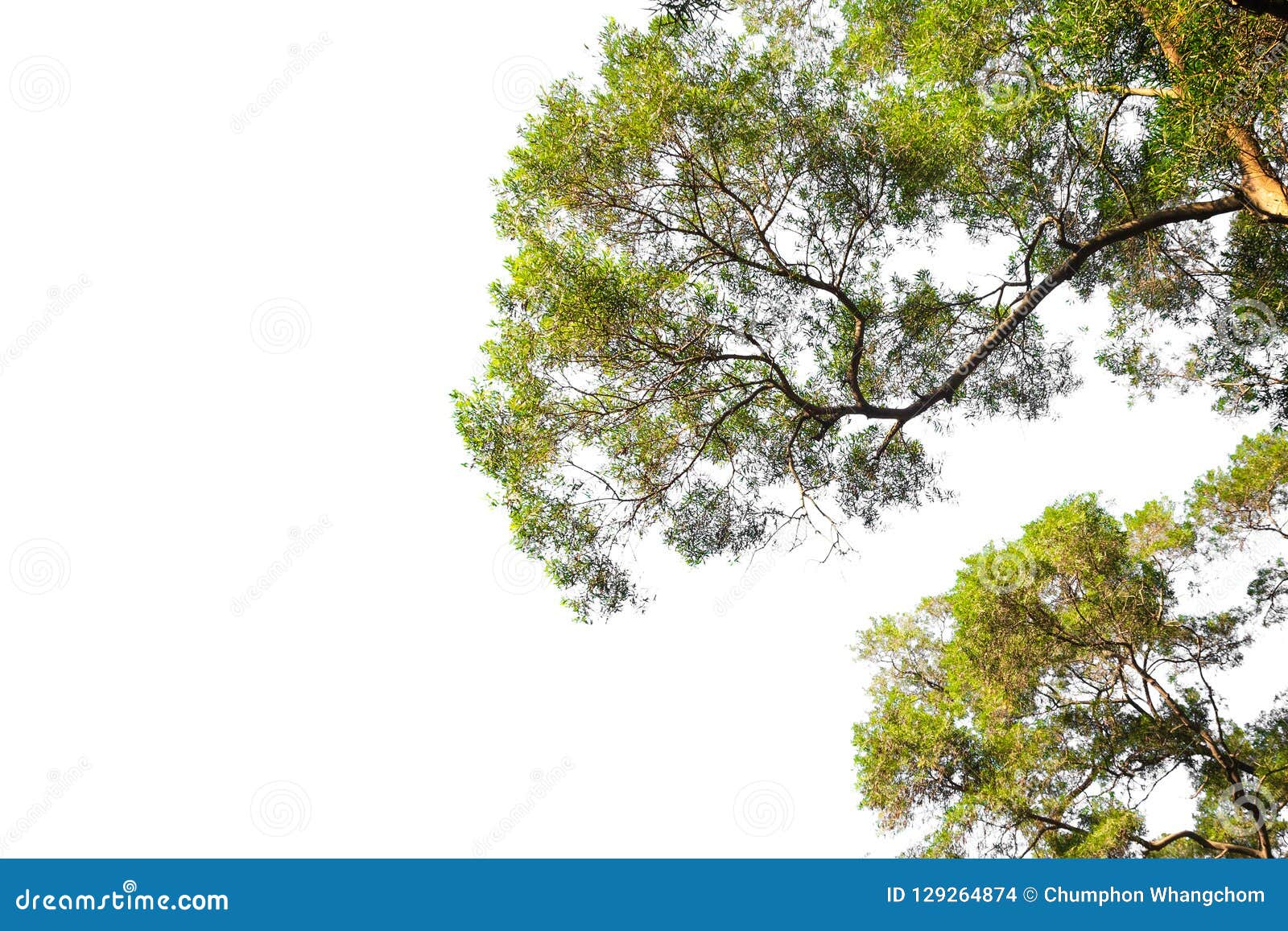 Tree Isolated on White Background. Branch Tree Frame Stock Photo ...
