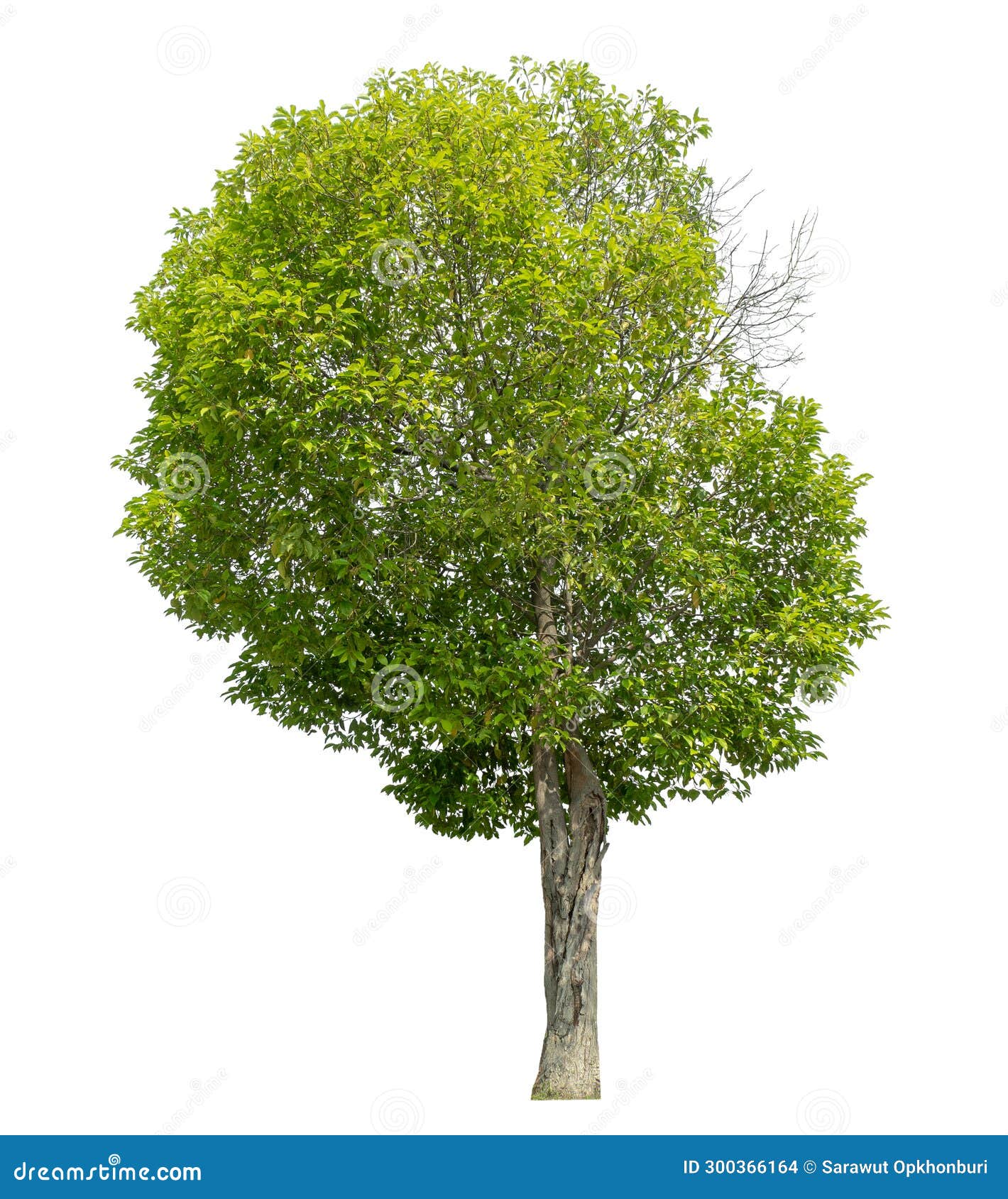 Isolated Green Tree on White Background . Stock Photo - Image of design ...