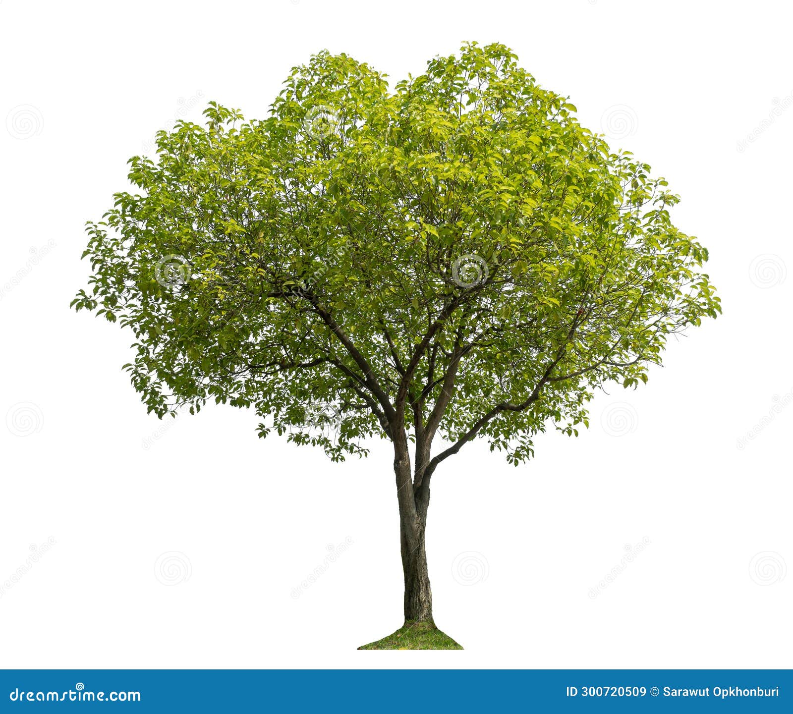 Isolated Green Tree on White Background . Stock Image - Image of ...