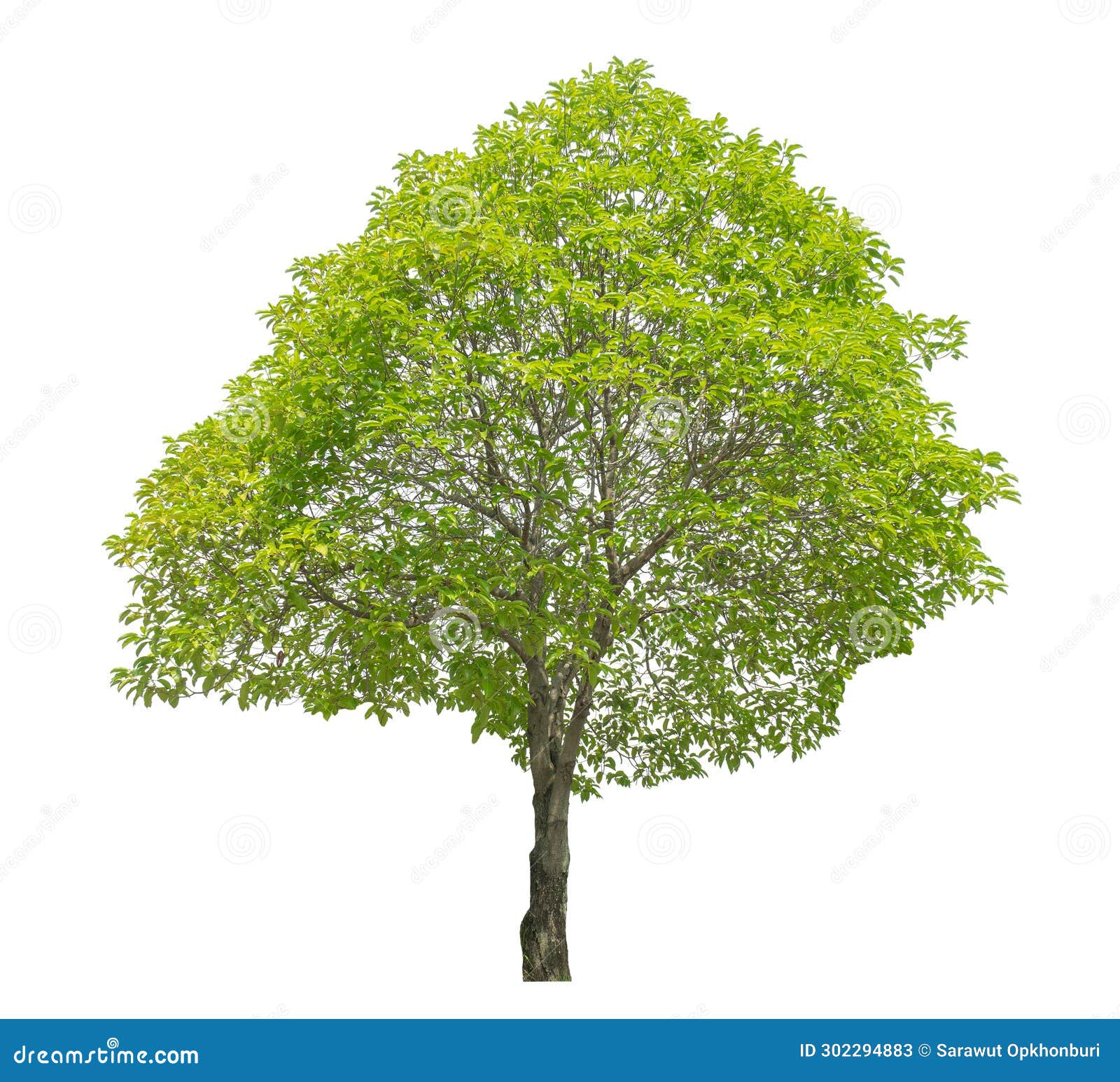 Isolated Green Tree on White Background . Stock Image - Image of ...