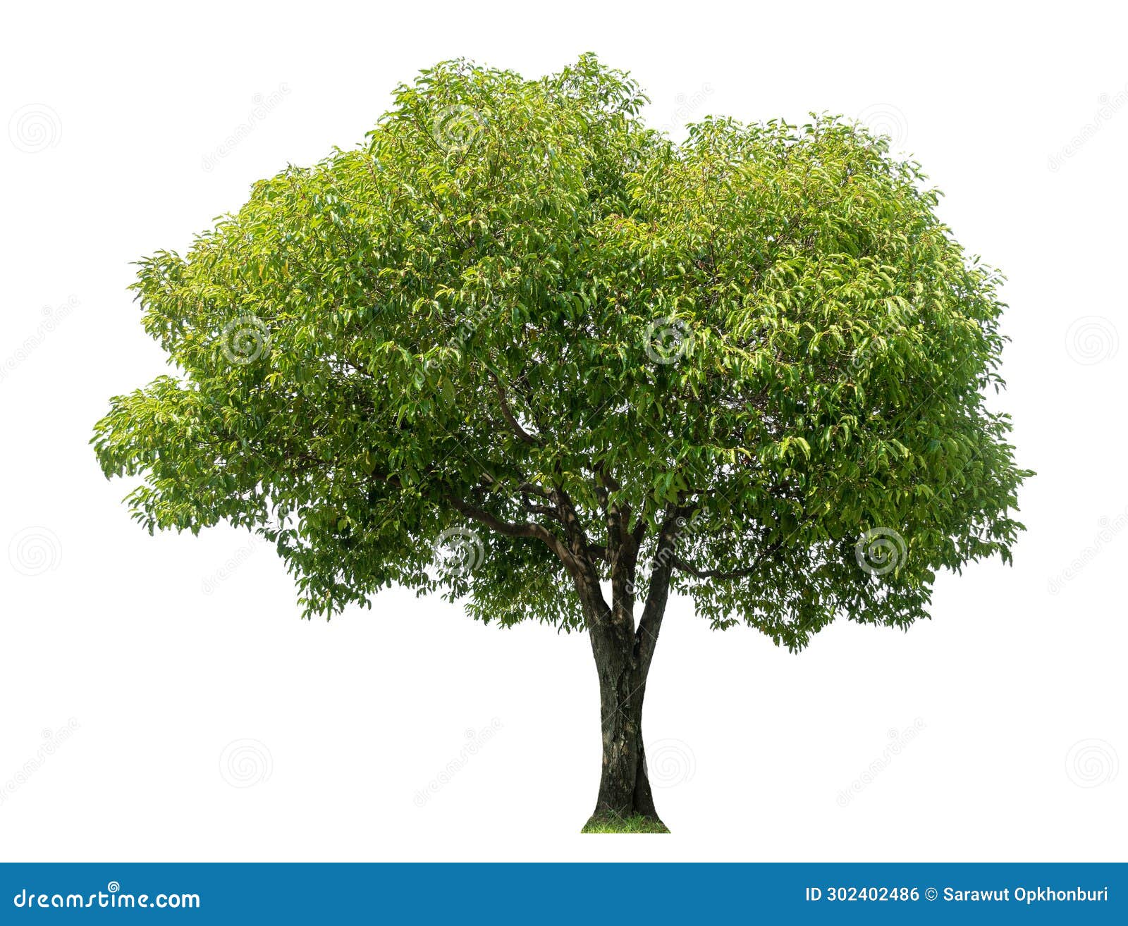 Isolated Green Tree on White Background . Stock Photo - Image of ...