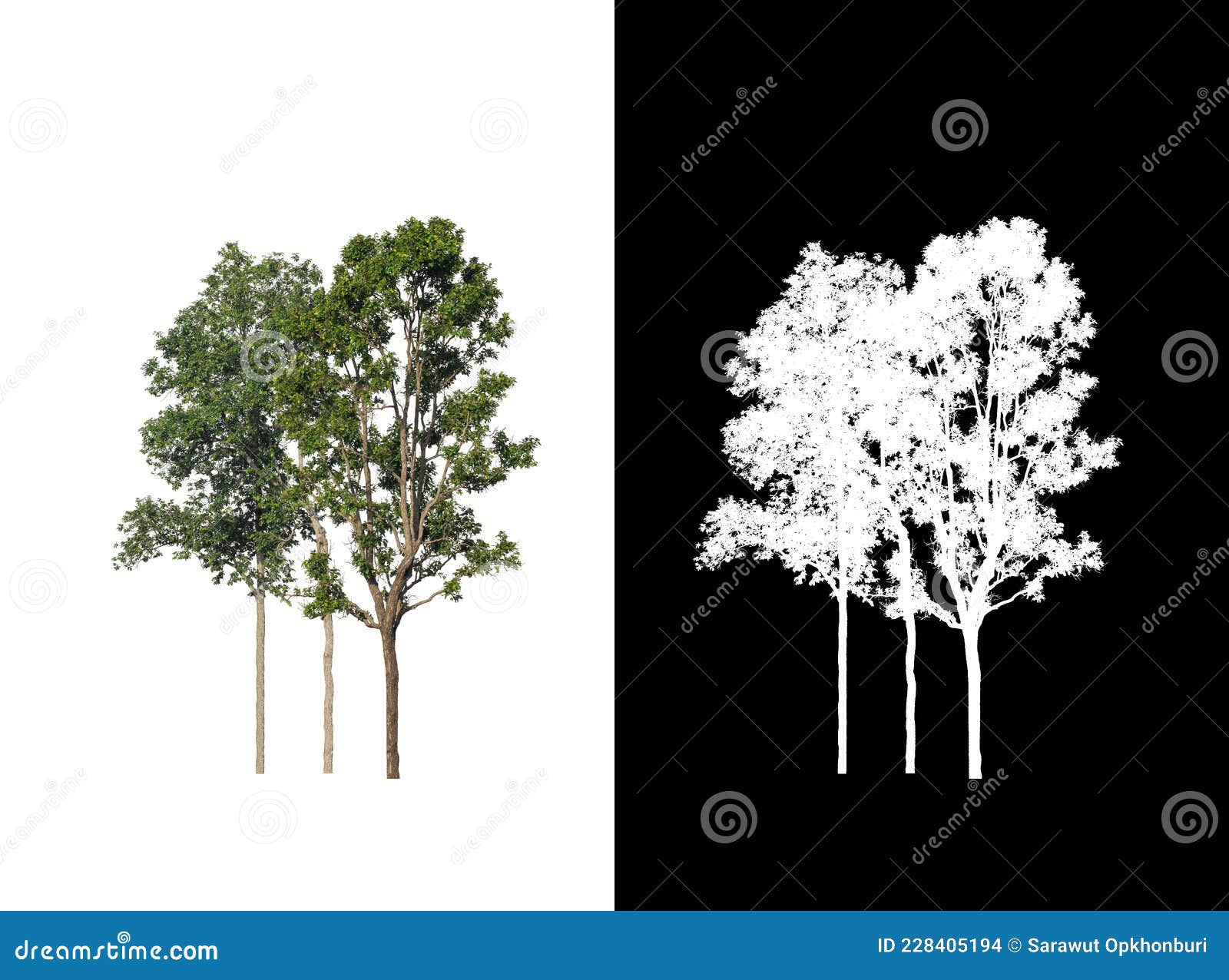 Isolated Trees on White Background with Clipping Path and Alpha Channel ...