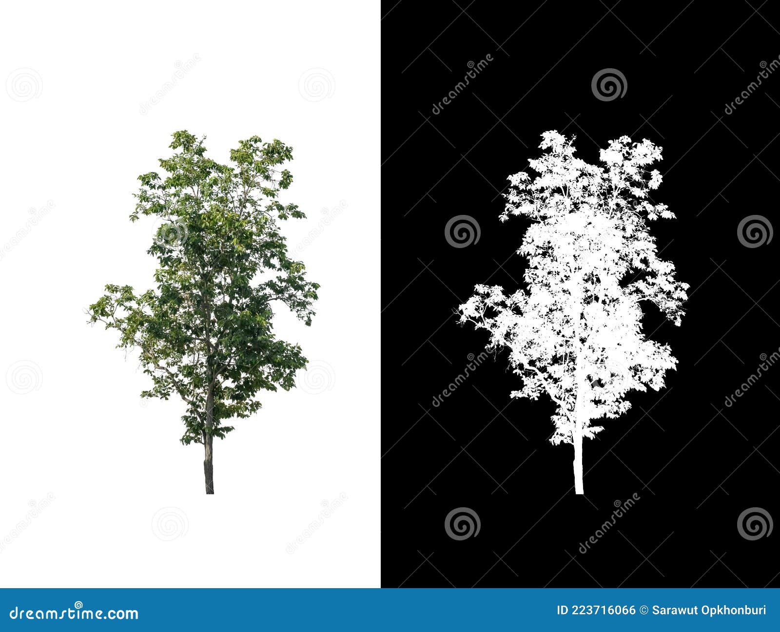 Tree Isolated on a White Background with Clipping Path and Alpha ...
