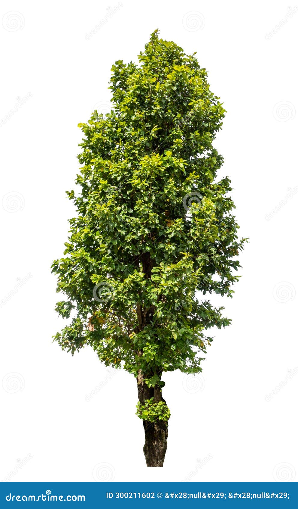 Tree Isolated on White Background with Clipping Path and Alpha Channel ...
