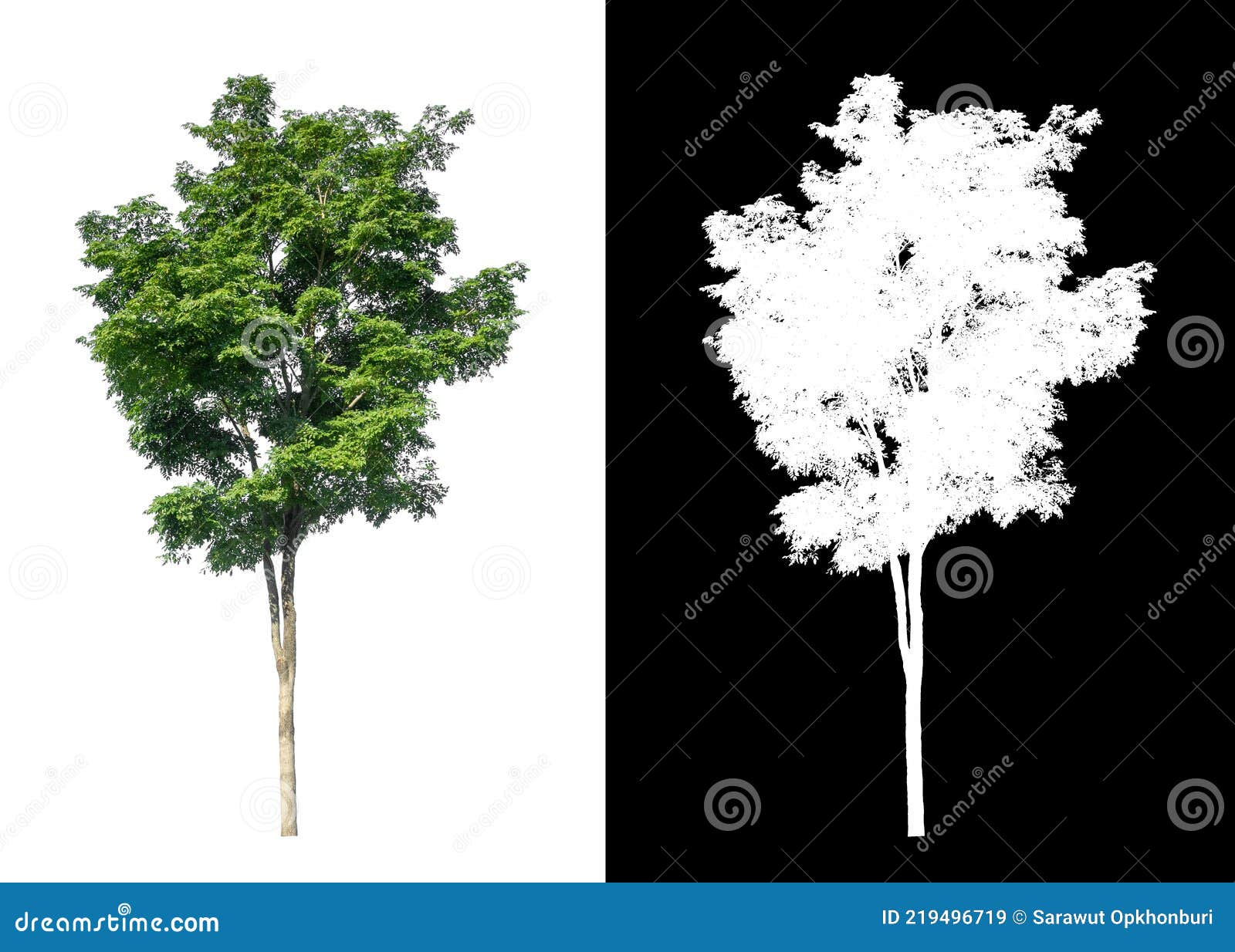 Tree Isolated on a White Background with Clipping Path and Alpha ...