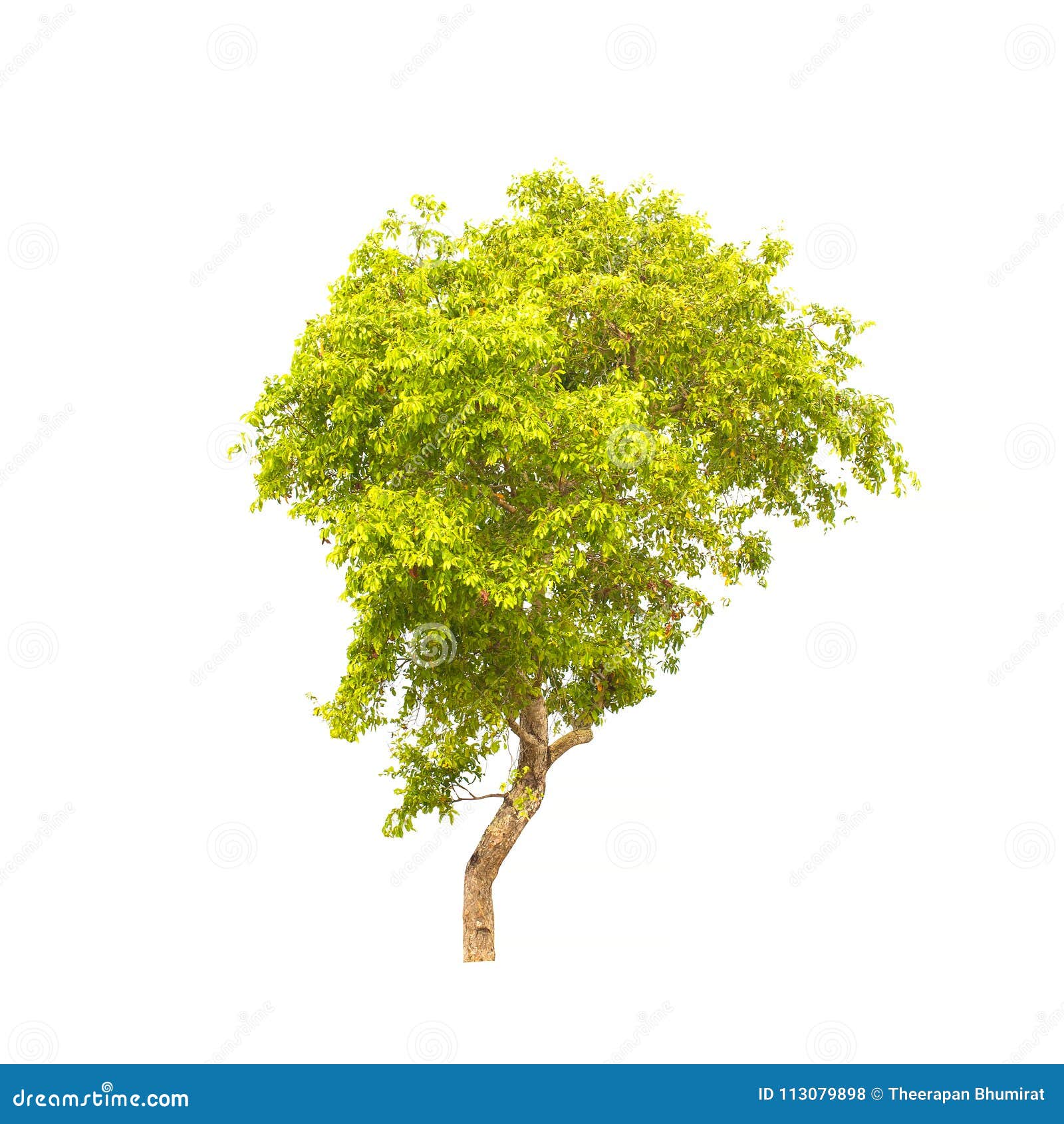 Tree Isolated on White Background. Stock Photo - Image of cutout ...
