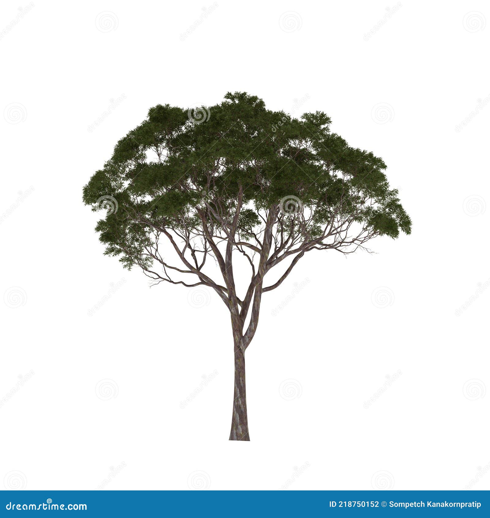 Tree Isolated on White Background for Graphic Illustration or ...