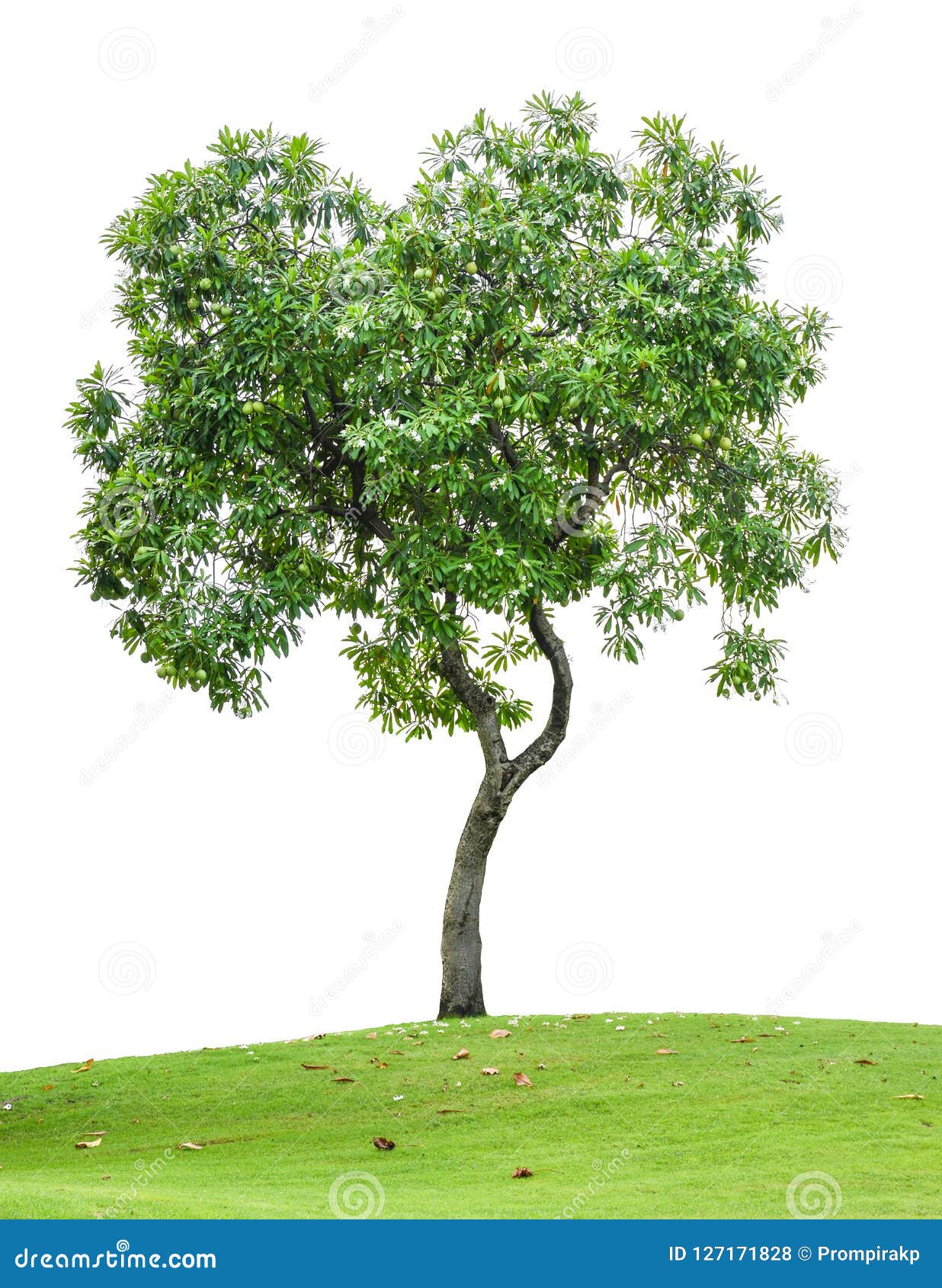 Tree Isolated on White Background with Grass Field Stock Photo - Image ...