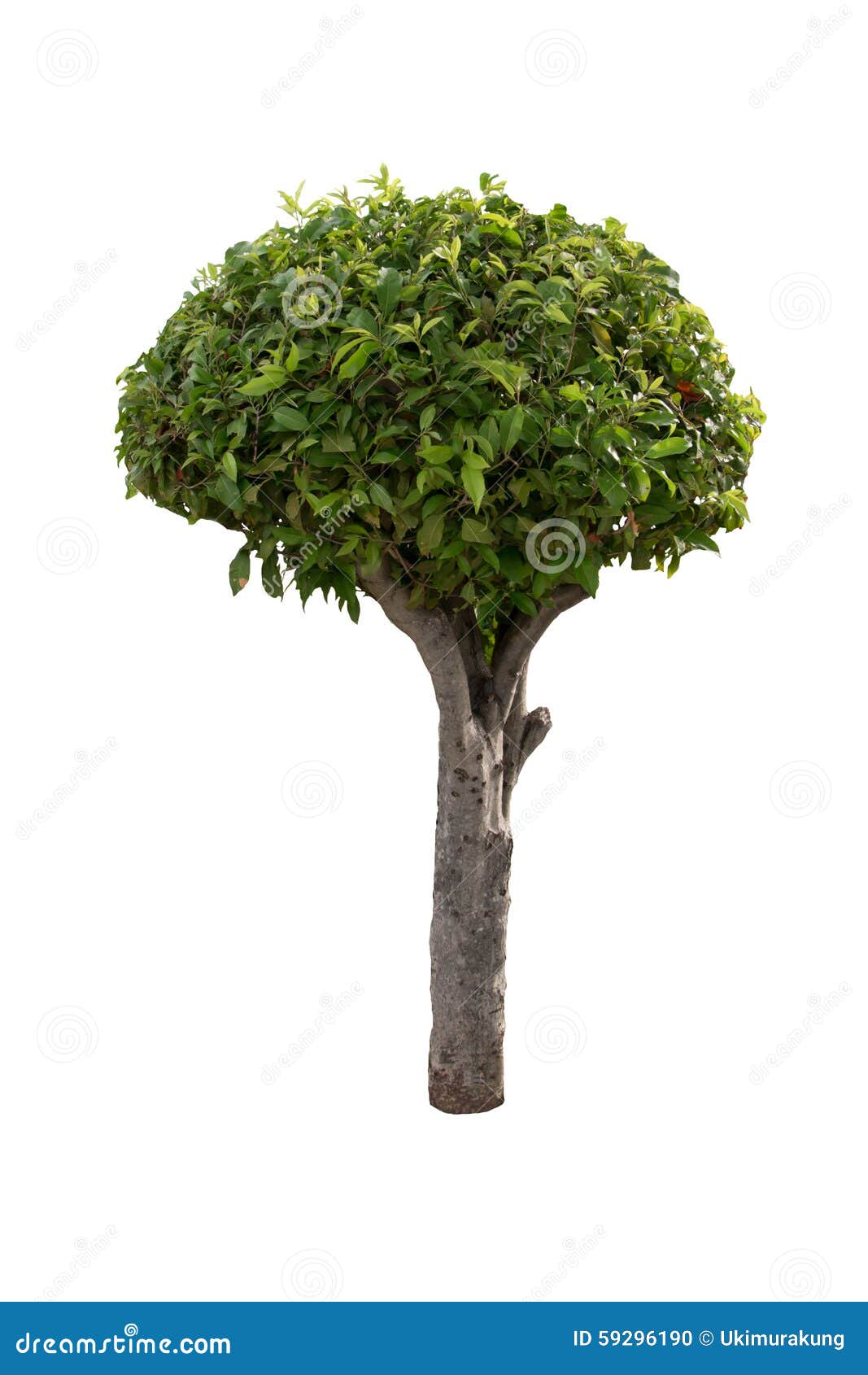 Tree Isolated on White Background Stock Illustration - Illustration of ...