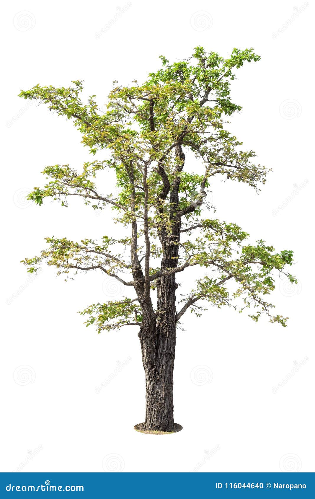 Green Tree Isolated on White Background Stock Photo - Image of ...