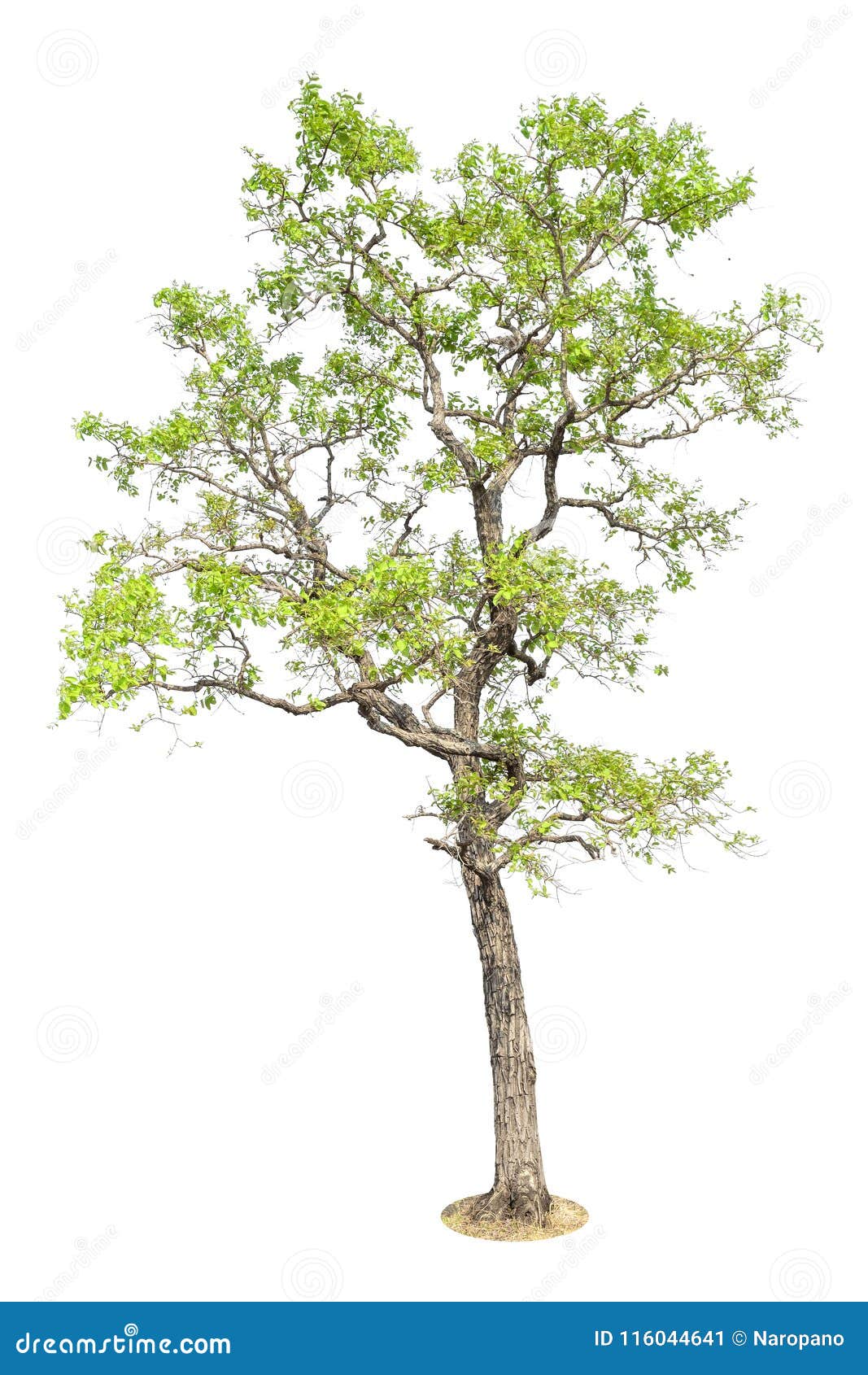 Green Tree Isolated On White Background Stock Image - Image of flora ...