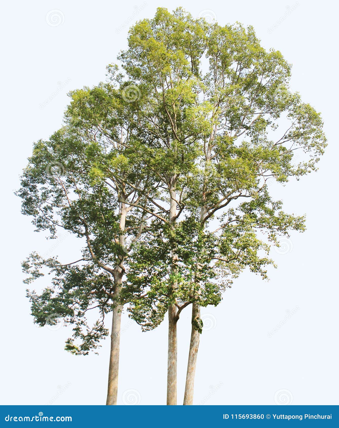 Tree Isolated on White Background High Resolution Stock Illustration ...