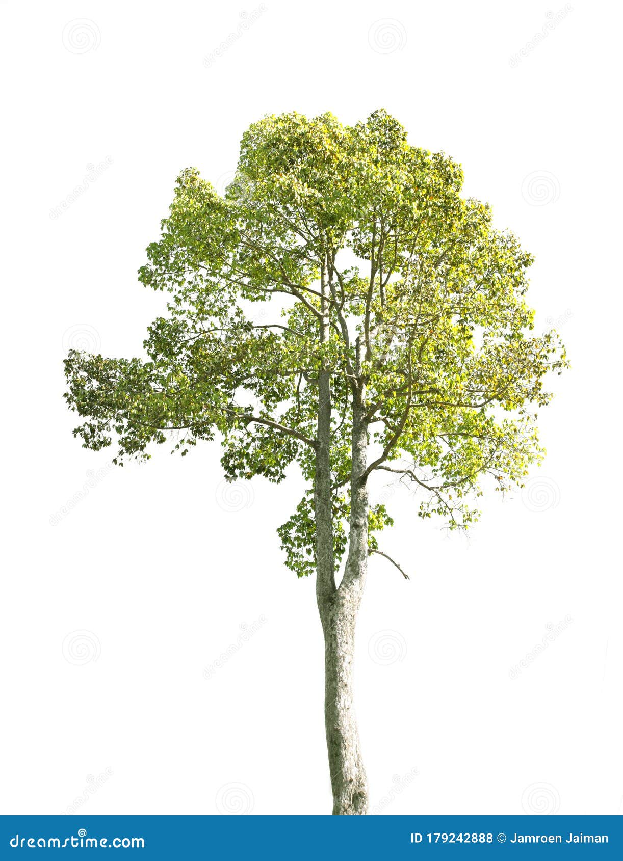 Tree Isolated on White Background High Resolution Stock Photo - Image ...