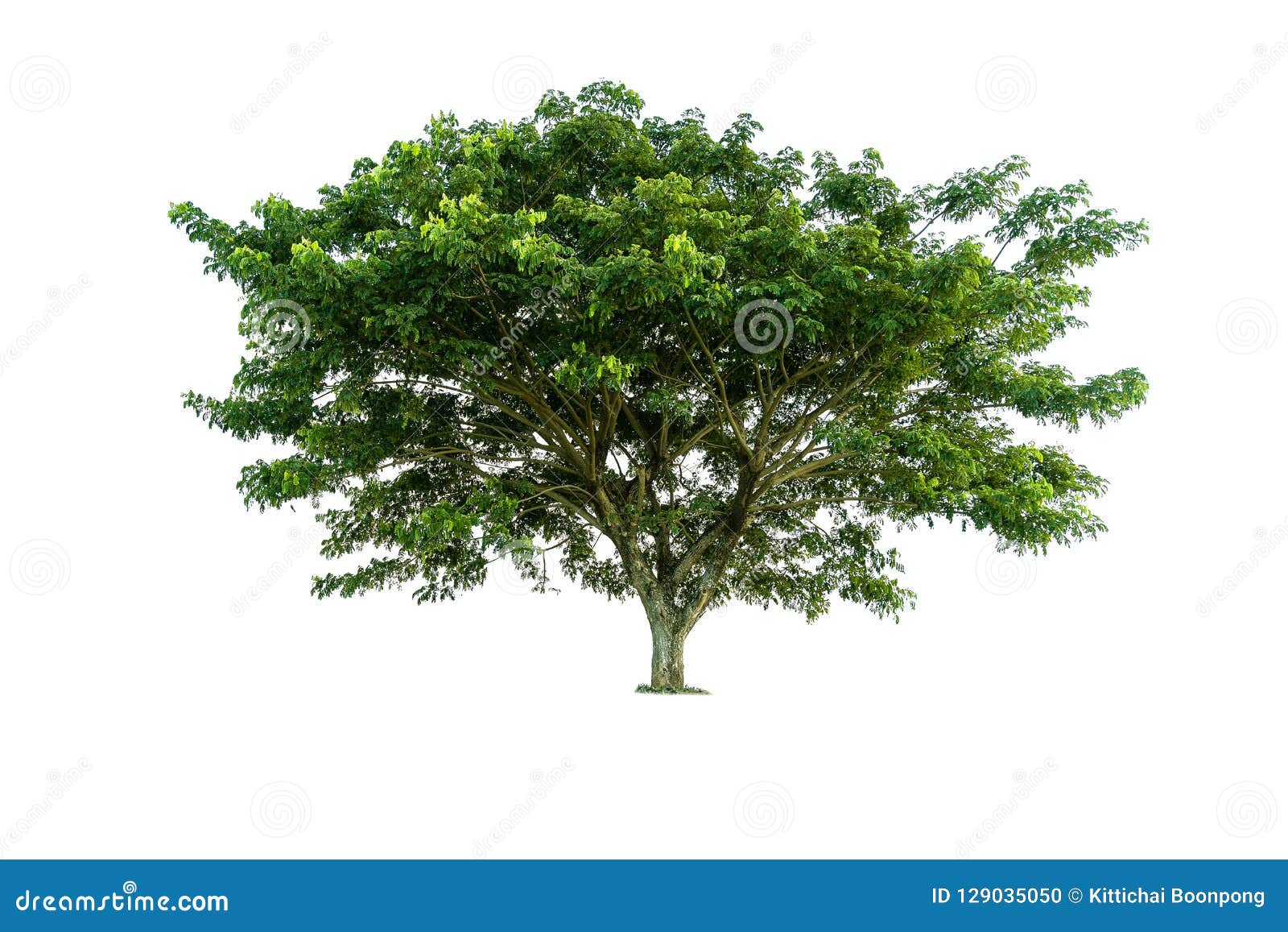 Tree Isolated on White Background High Resolution for Graphic De Stock ...