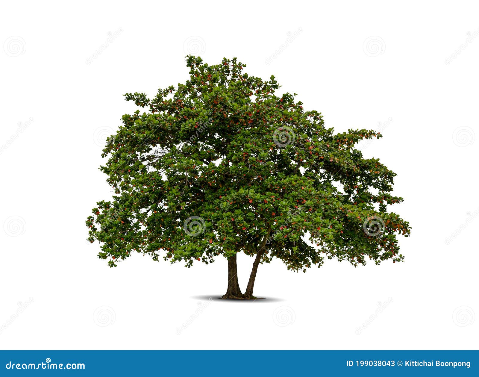 Tree Isolated on White Background High Resolution for Graphic ...