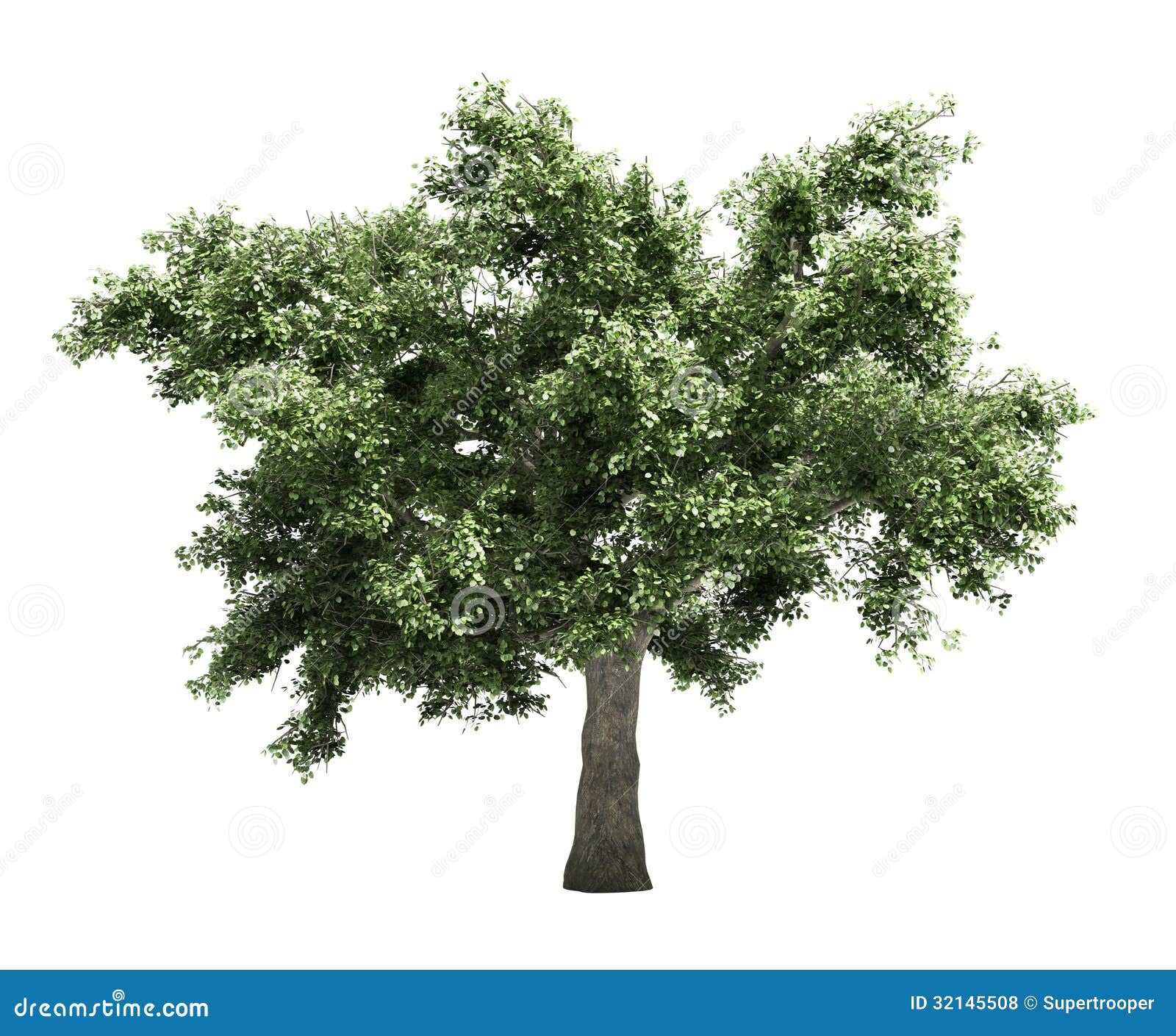Tree isolated stock photo. Image of tree, seed, isolated - 32145508
