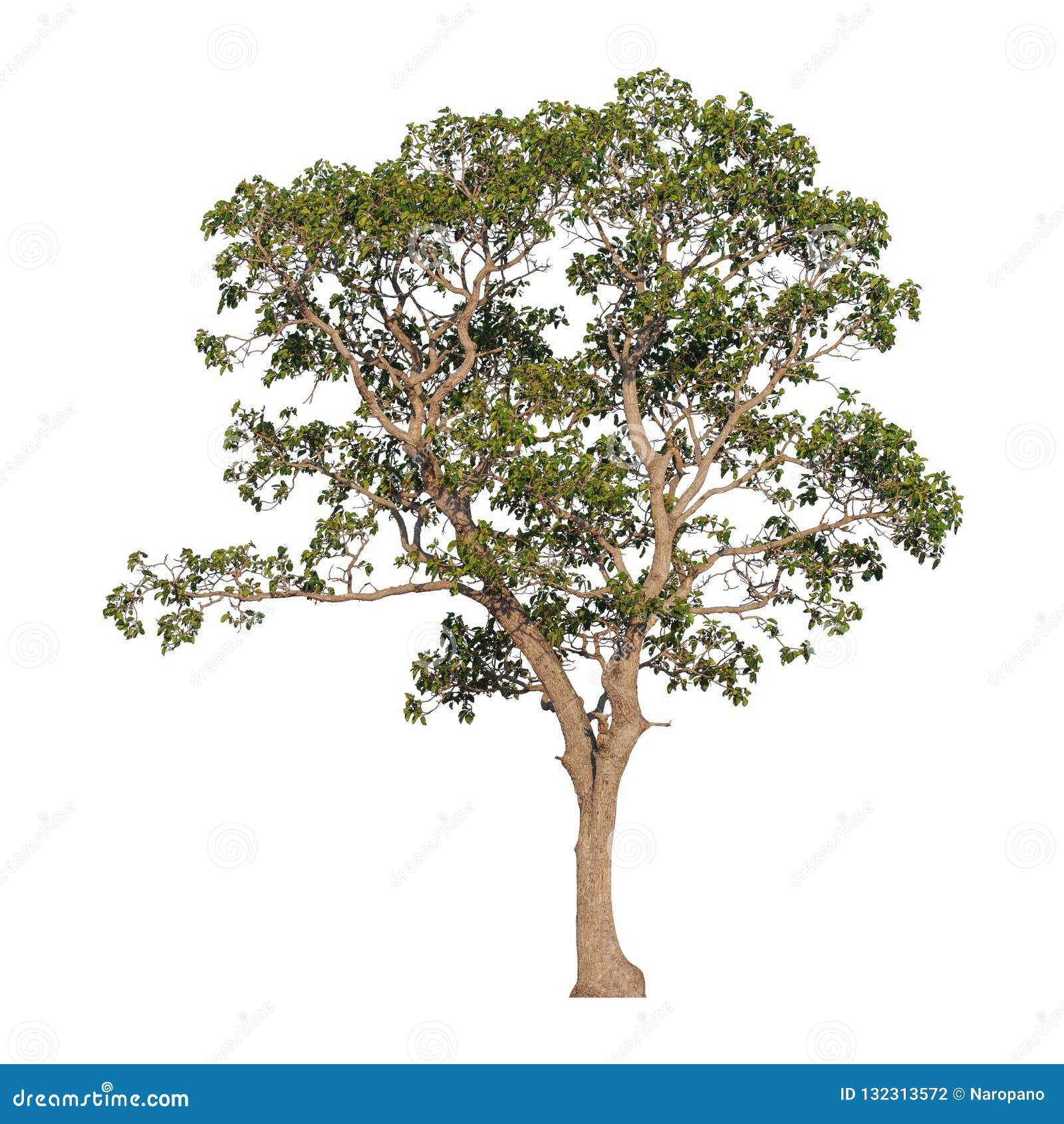 Tree Isolated on White Background Stock Photo - Image of landscaping ...