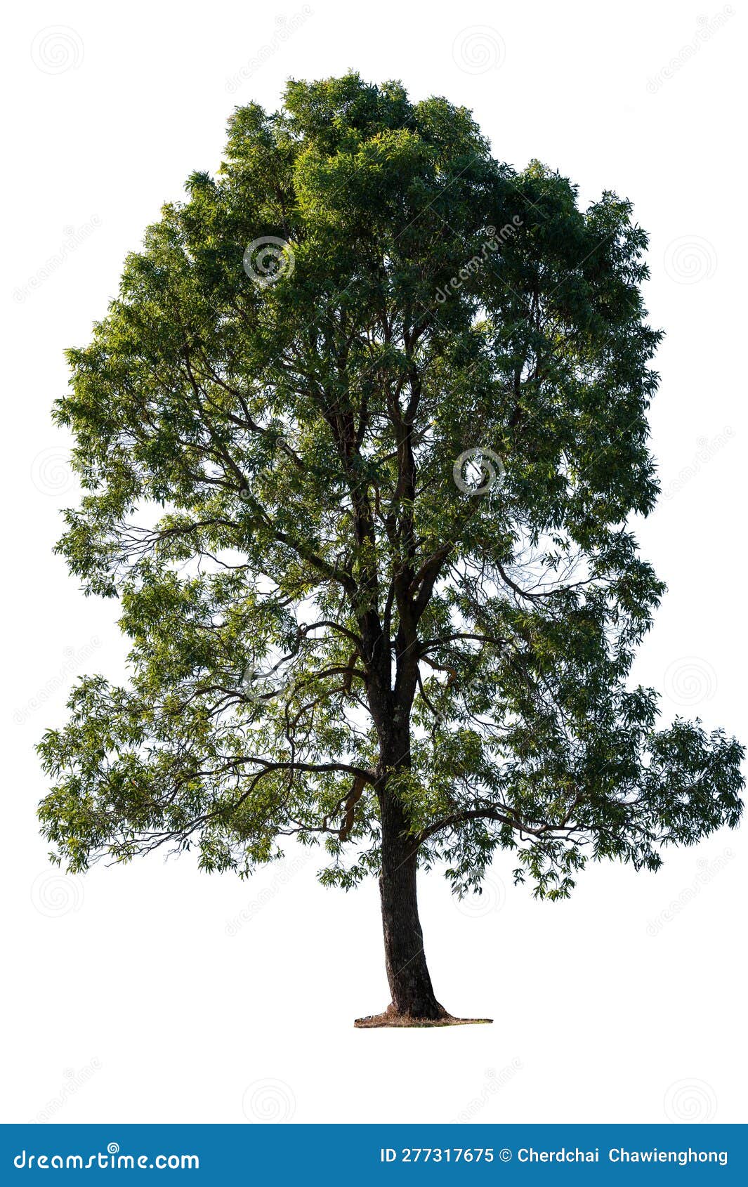 Tree Isolated with White Background Stock Image - Image of bark, wood ...