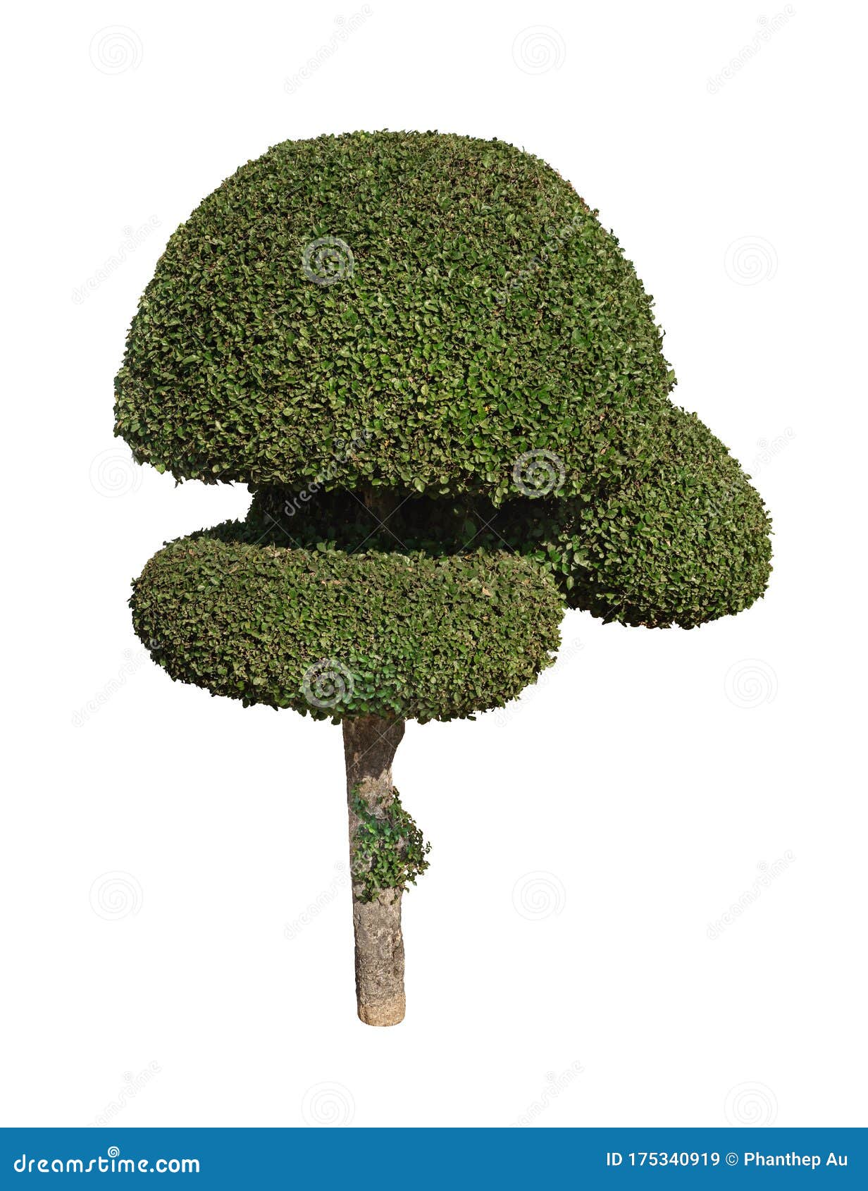 Tree Isolated on White Background Stock Image - Image of environment ...