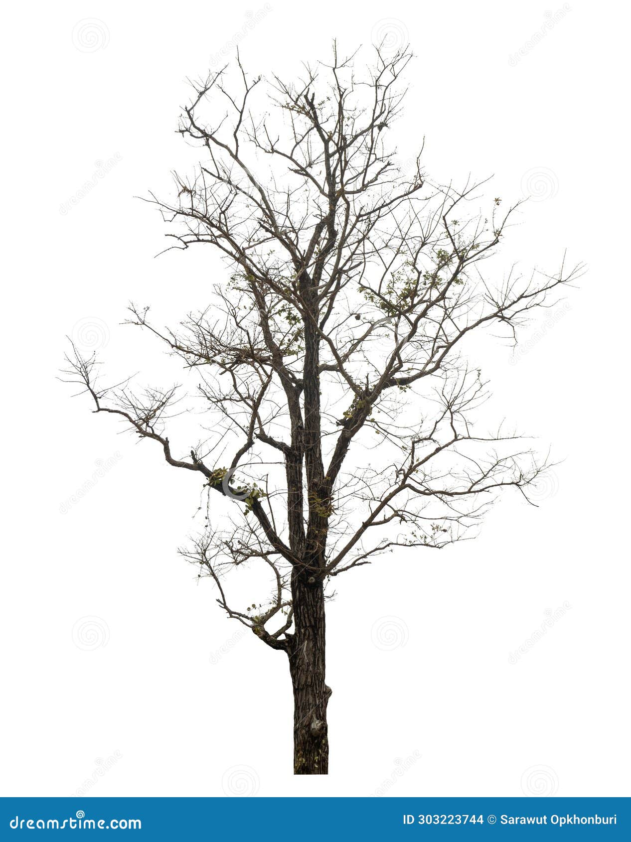 Tree Isolated on White Background, Suitable for Both Print and Web ...